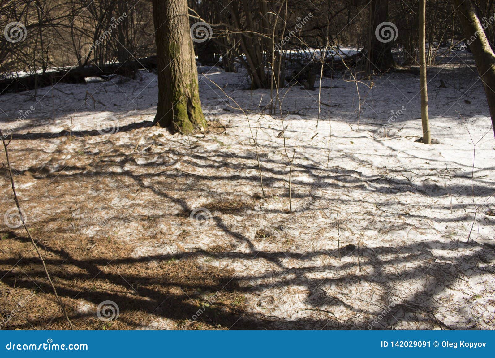 Shadows on the Snow. Shadows from the Trees. Shadows from the Bright ...