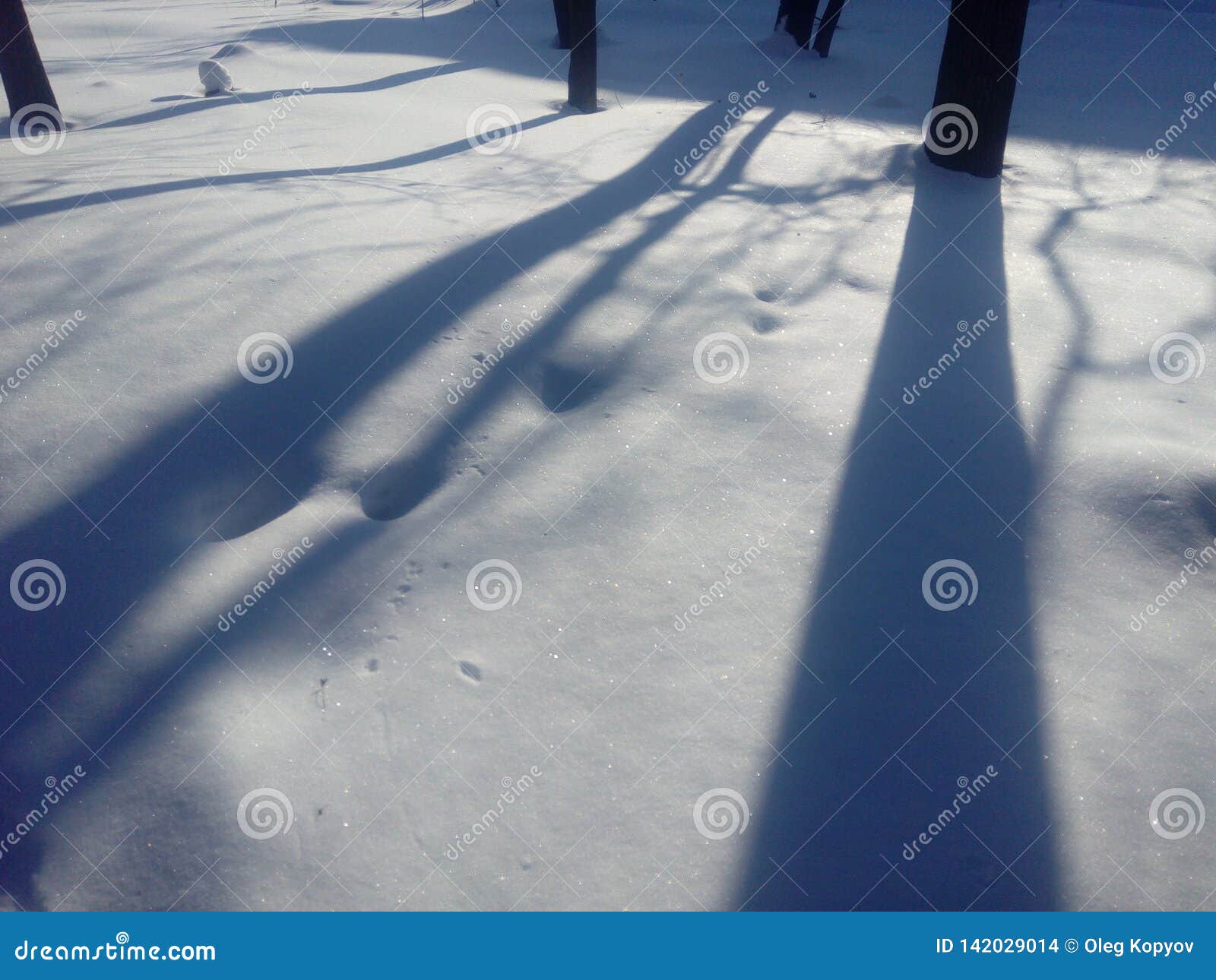 Shadows on the Snow. Shadows from the Trees. Shadows from the Bright ...