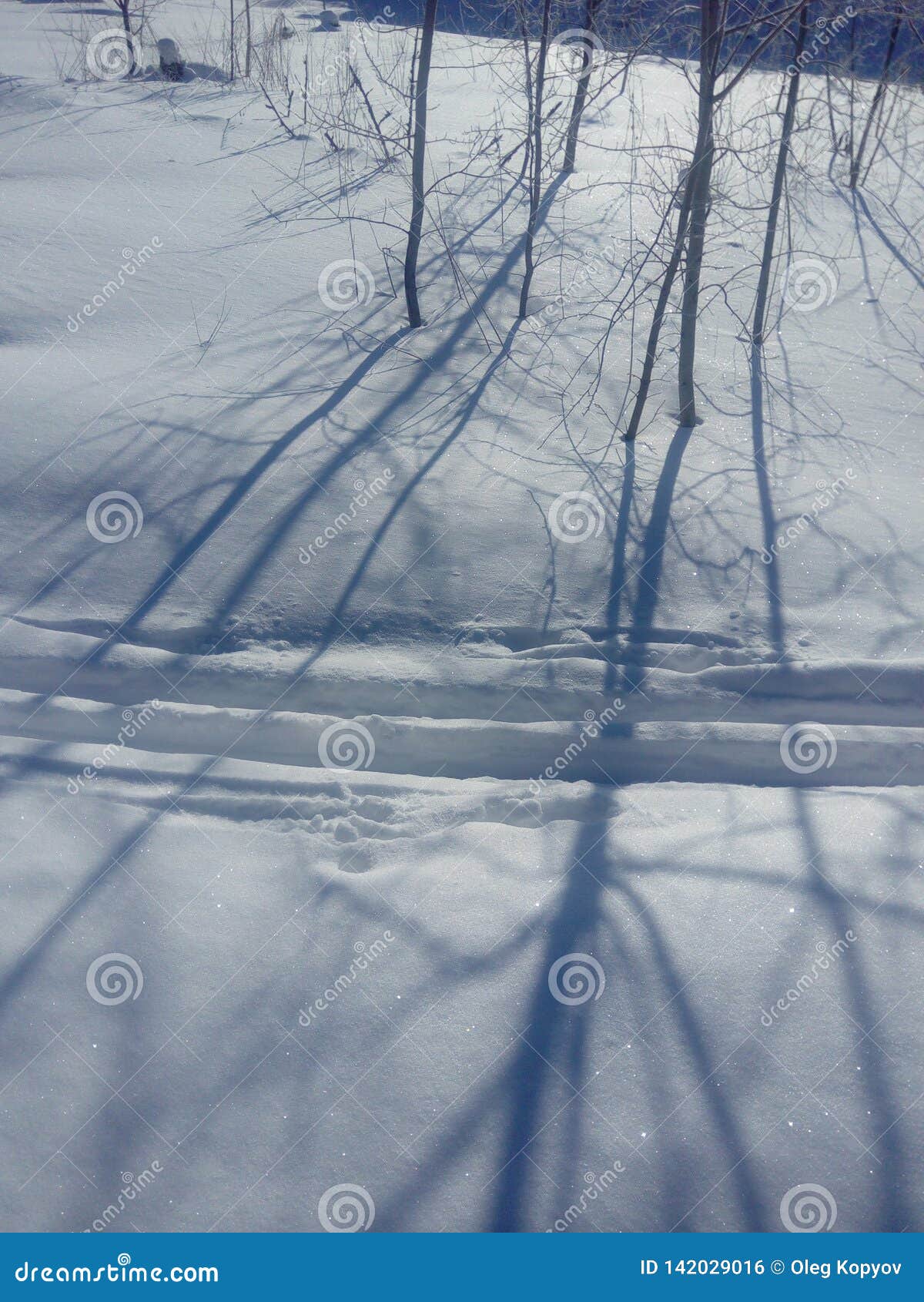 Shadows on the Snow. Shadows from the Trees. Shadows from the Bright ...