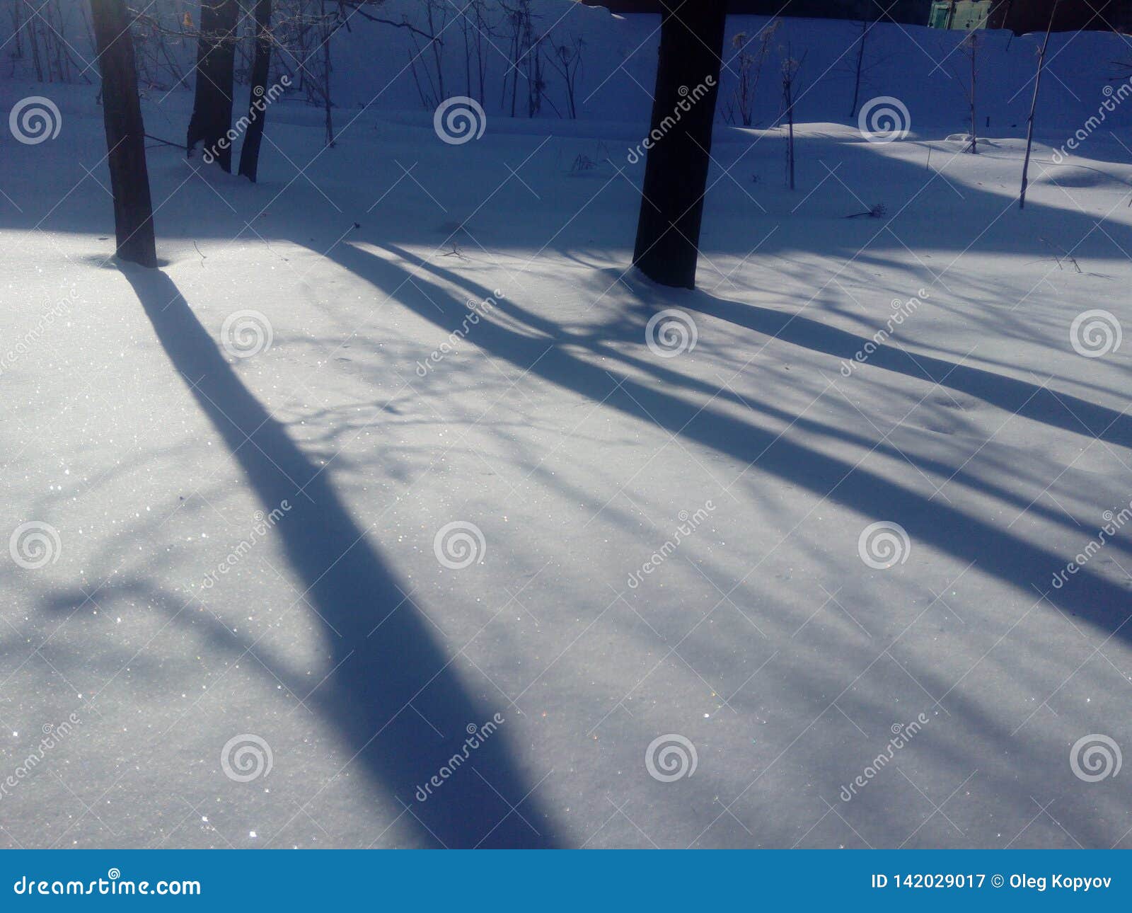 Shadows on the Snow. Shadows from the Trees. Shadows from the Bright ...
