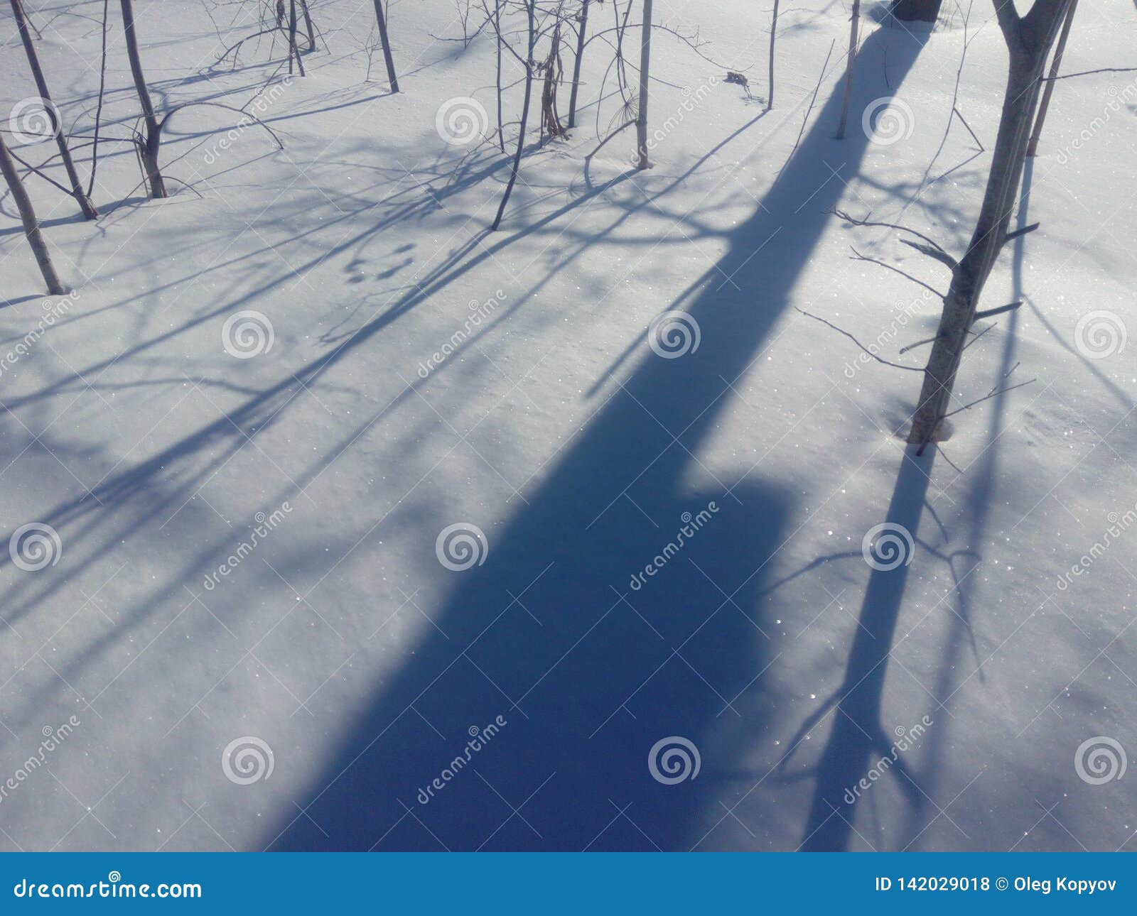 Shadows on the Snow. Shadows from the Trees. Shadows from the Bright ...