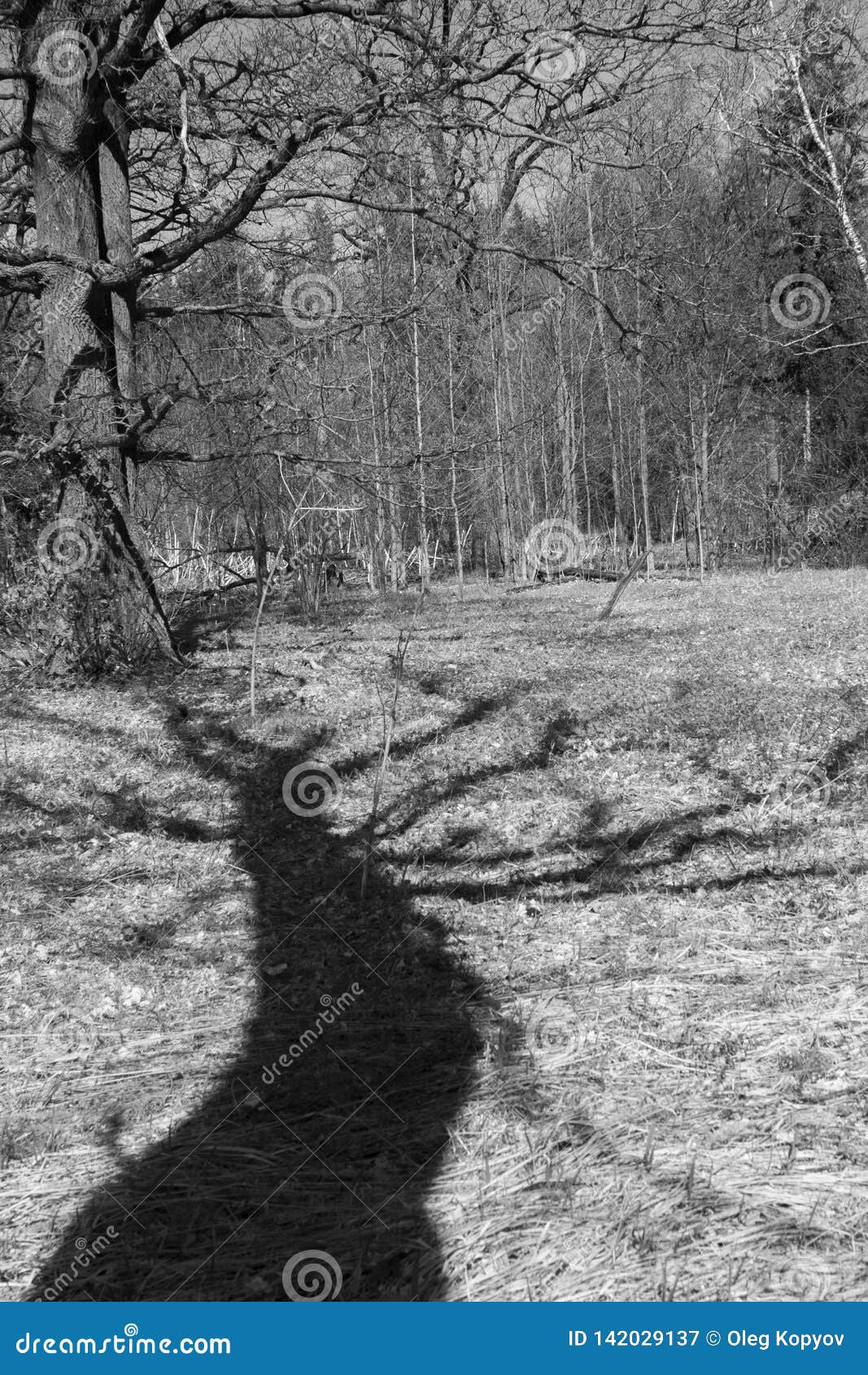 Shadows on the Snow. Shadows from the Trees. Shadows from the Bright ...