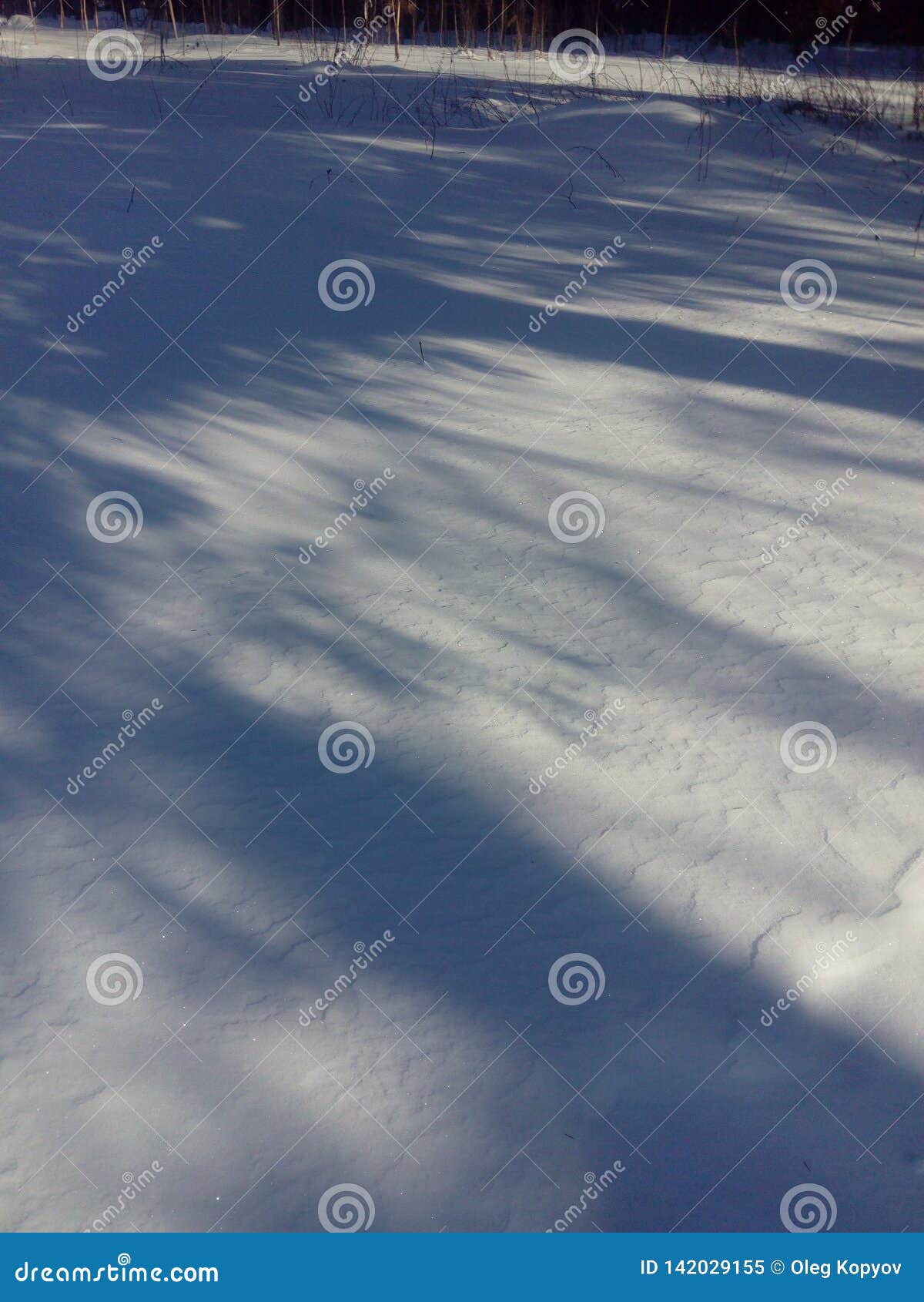 Shadows on the Snow. Shadows from the Trees. Shadows from the Bright ...