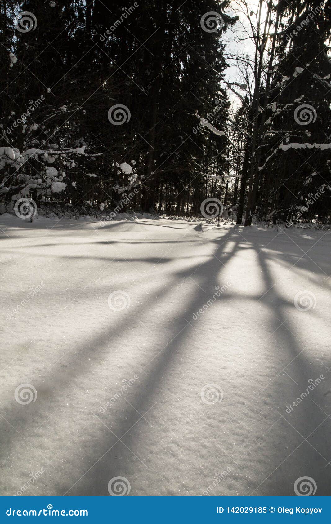 Shadows on the Snow. Shadows from the Trees. Shadows from the Bright ...