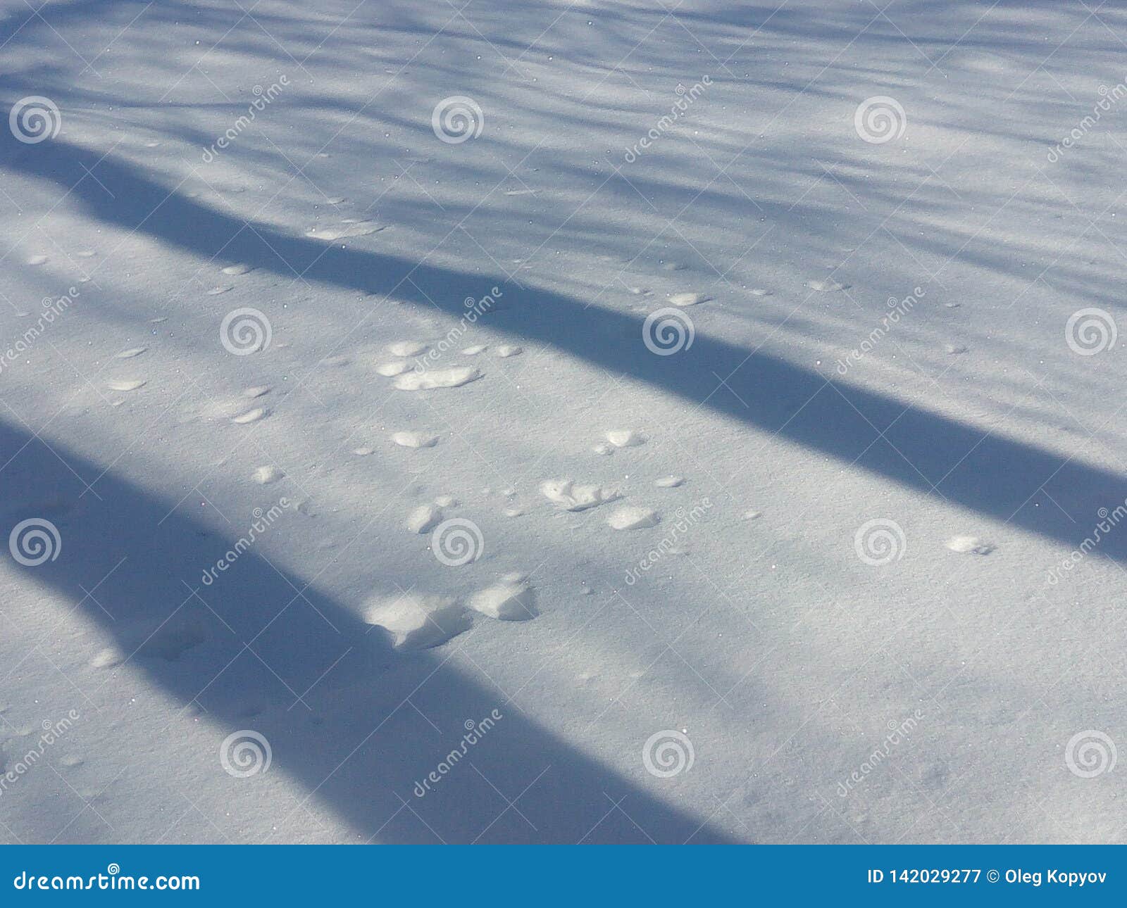 Shadows on the Snow. Shadows from the Trees. Shadows from the Bright ...