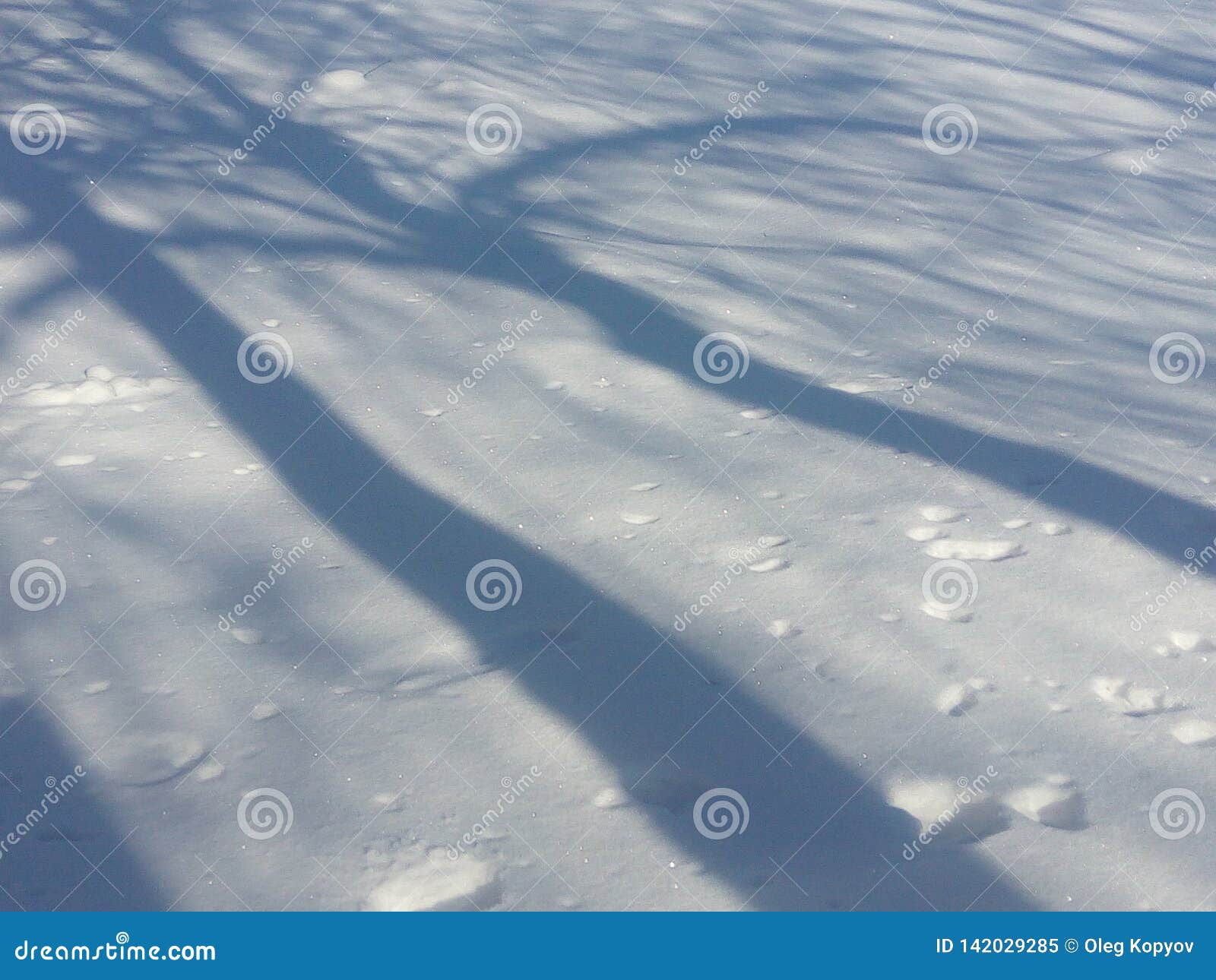 Shadows on the Snow. Shadows from the Trees. Shadows from the Bright ...
