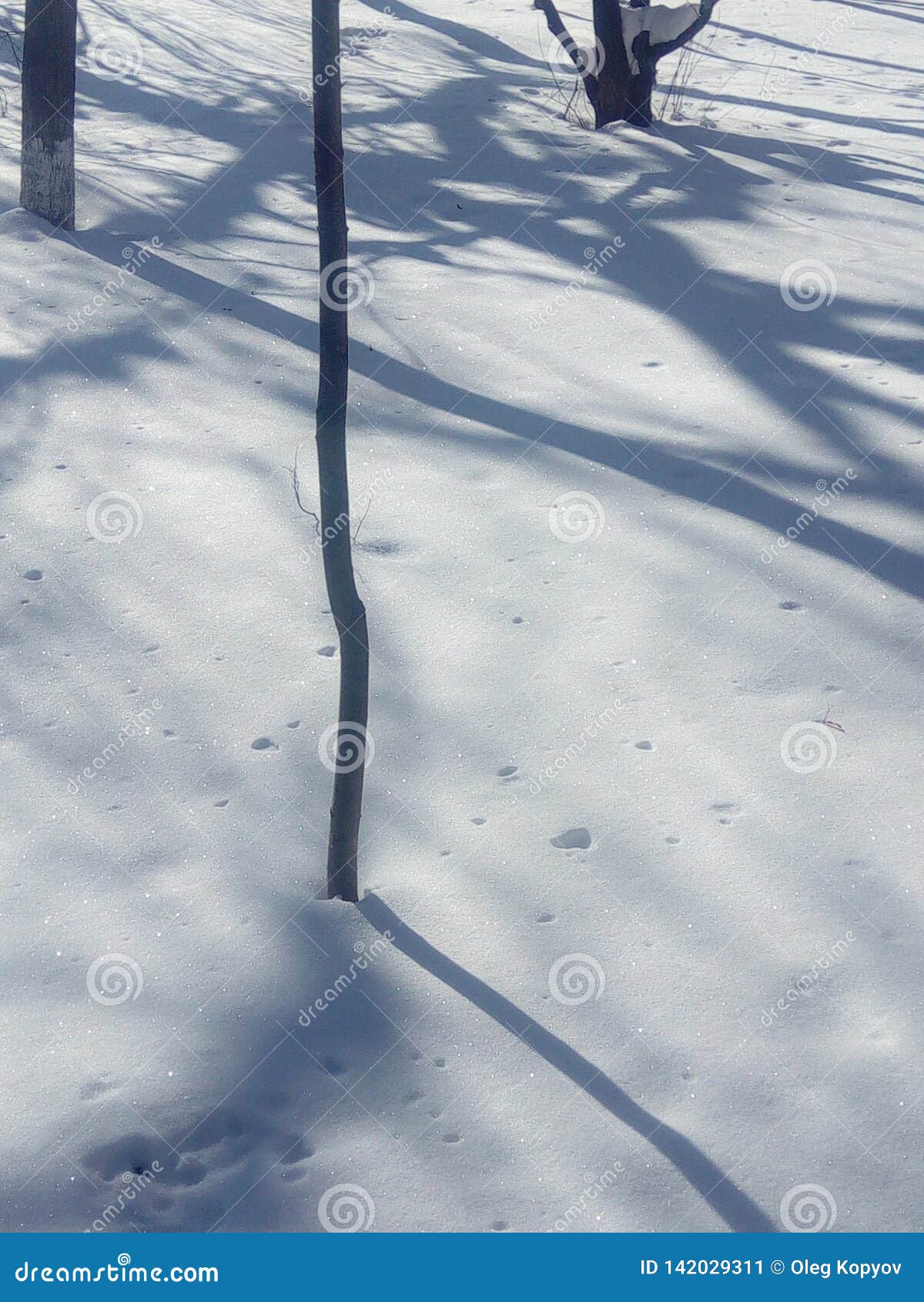 Shadows on the Snow. Shadows from the Trees. Shadows from the Bright ...