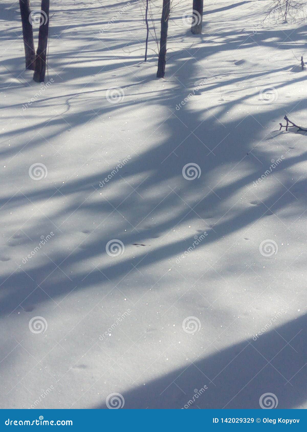 Shadows on the Snow. Shadows from the Trees. Shadows from the Bright ...