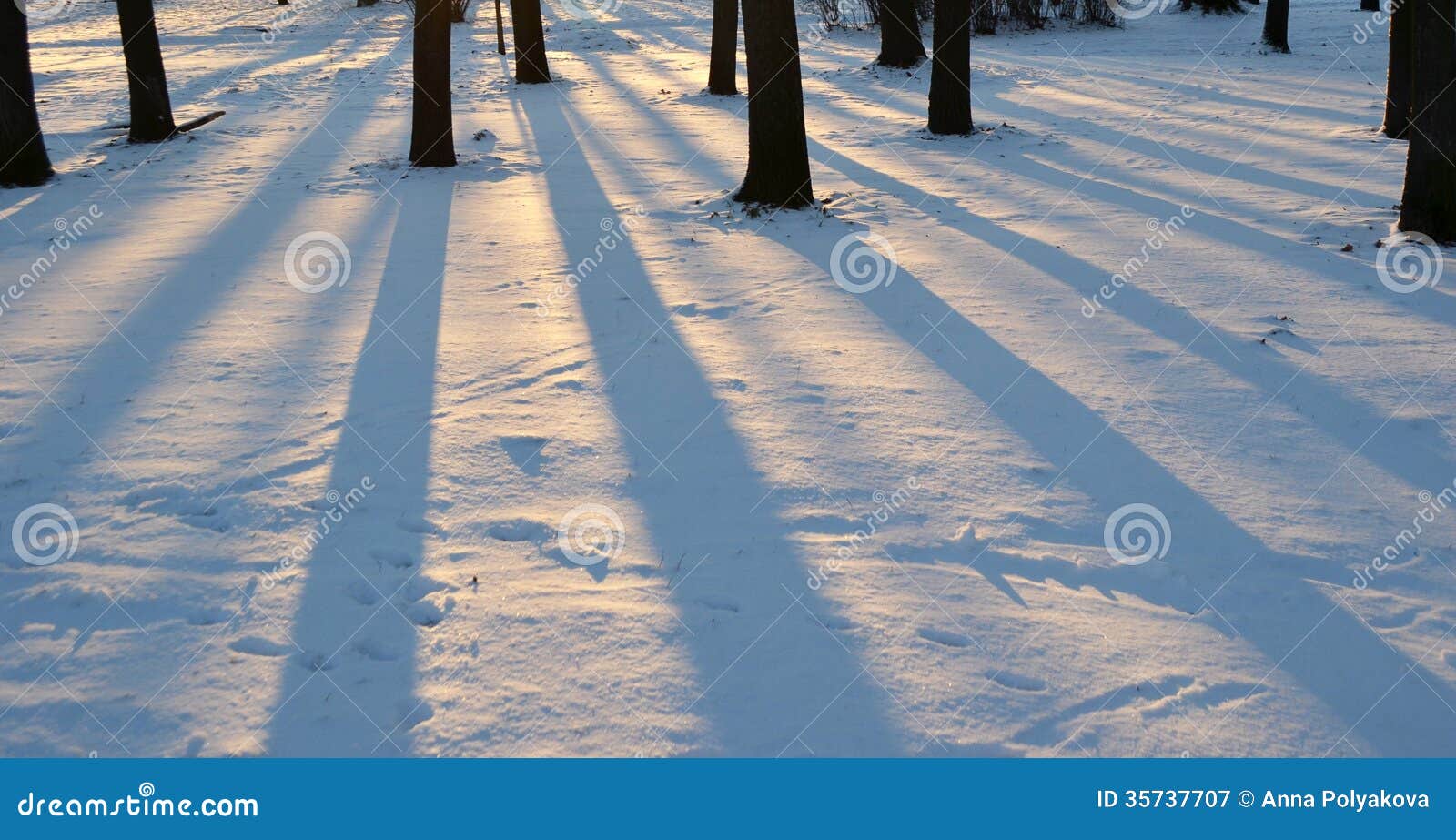 Shadows on snow stock image. Image of tree, nature, blue - 35737707