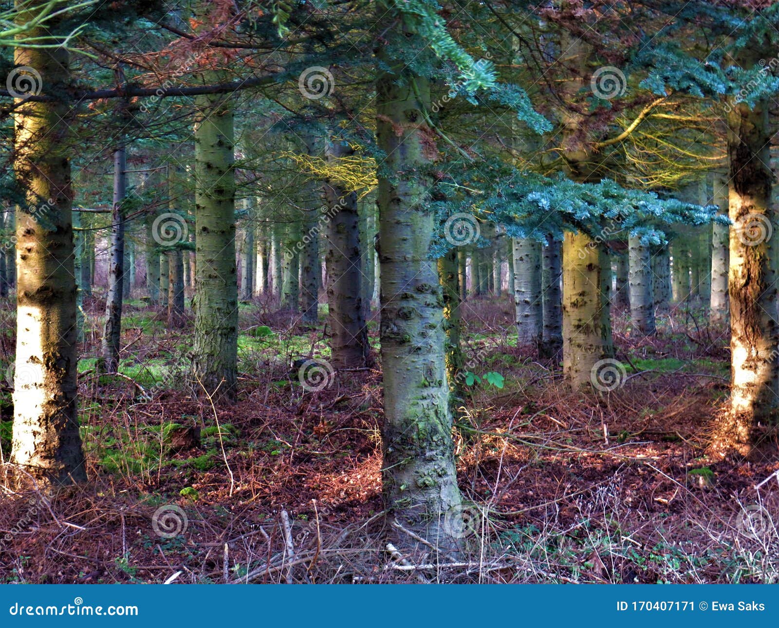 Silver Spruce Tree Trunks with the Shadows on in the Evening Sun Stock ...