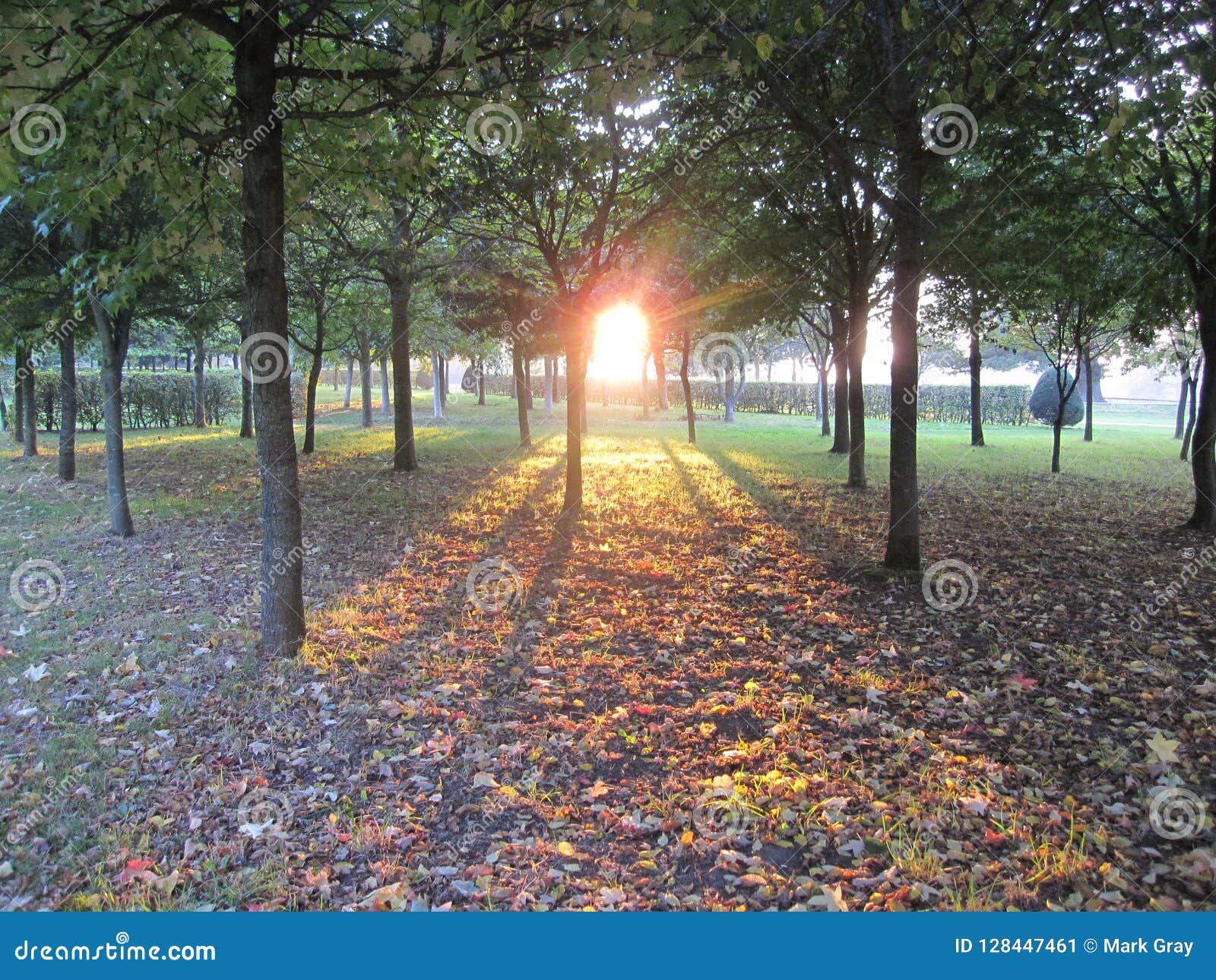 Shadows at Sunset stock image. Image of sunset, sunlight - 128447461