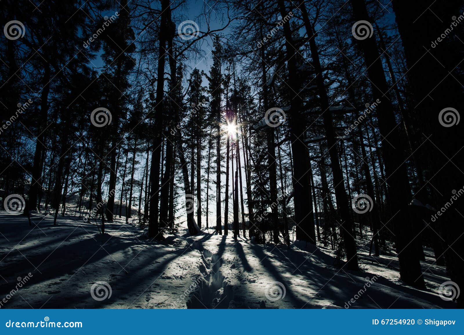Shadows of Tall Trees in a Winter Forest Stock Photo - Image of forrest ...
