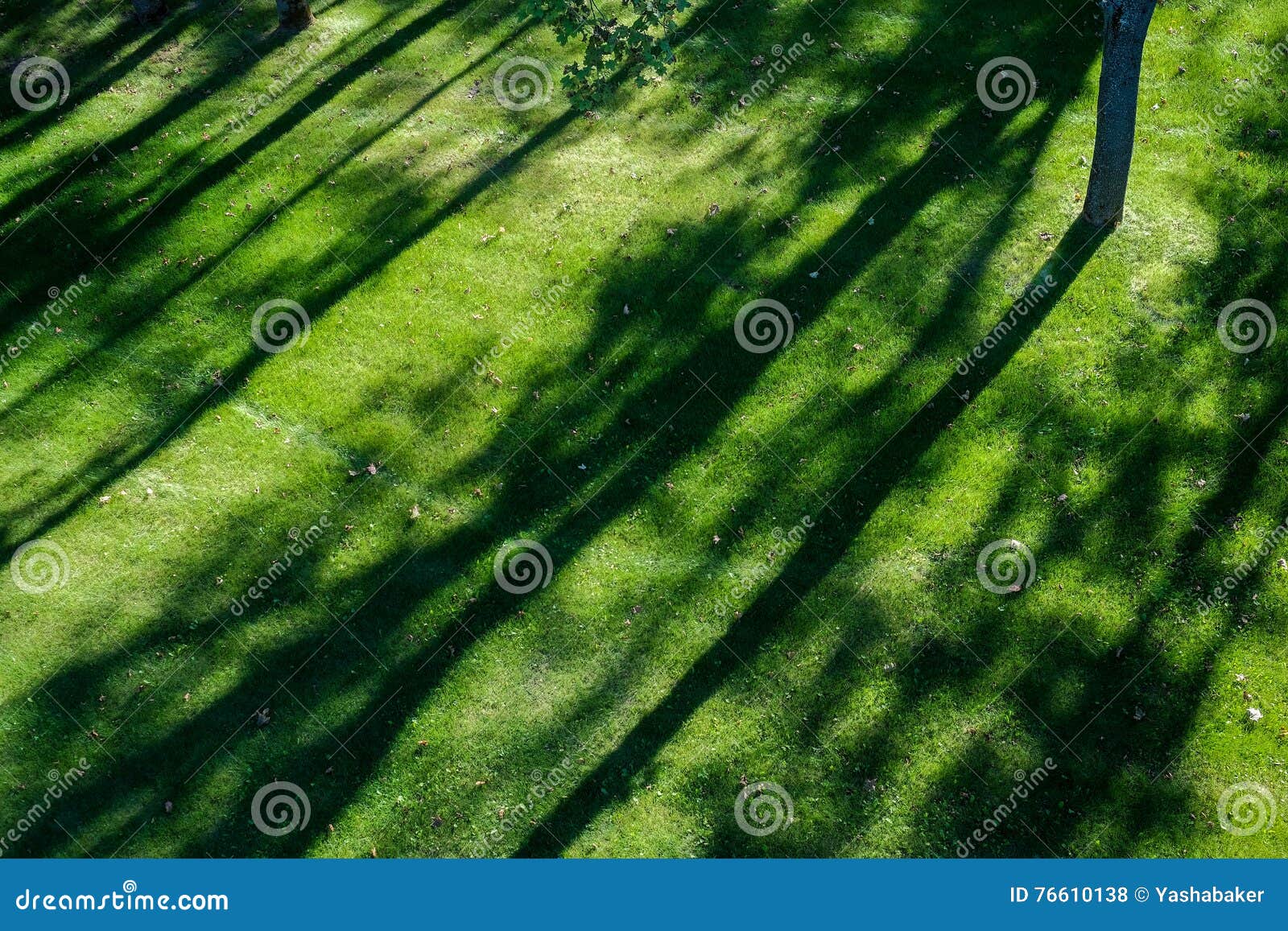 Shadows of Tree Branches Lie Over the Green Lawn Stock Photo - Image of ...