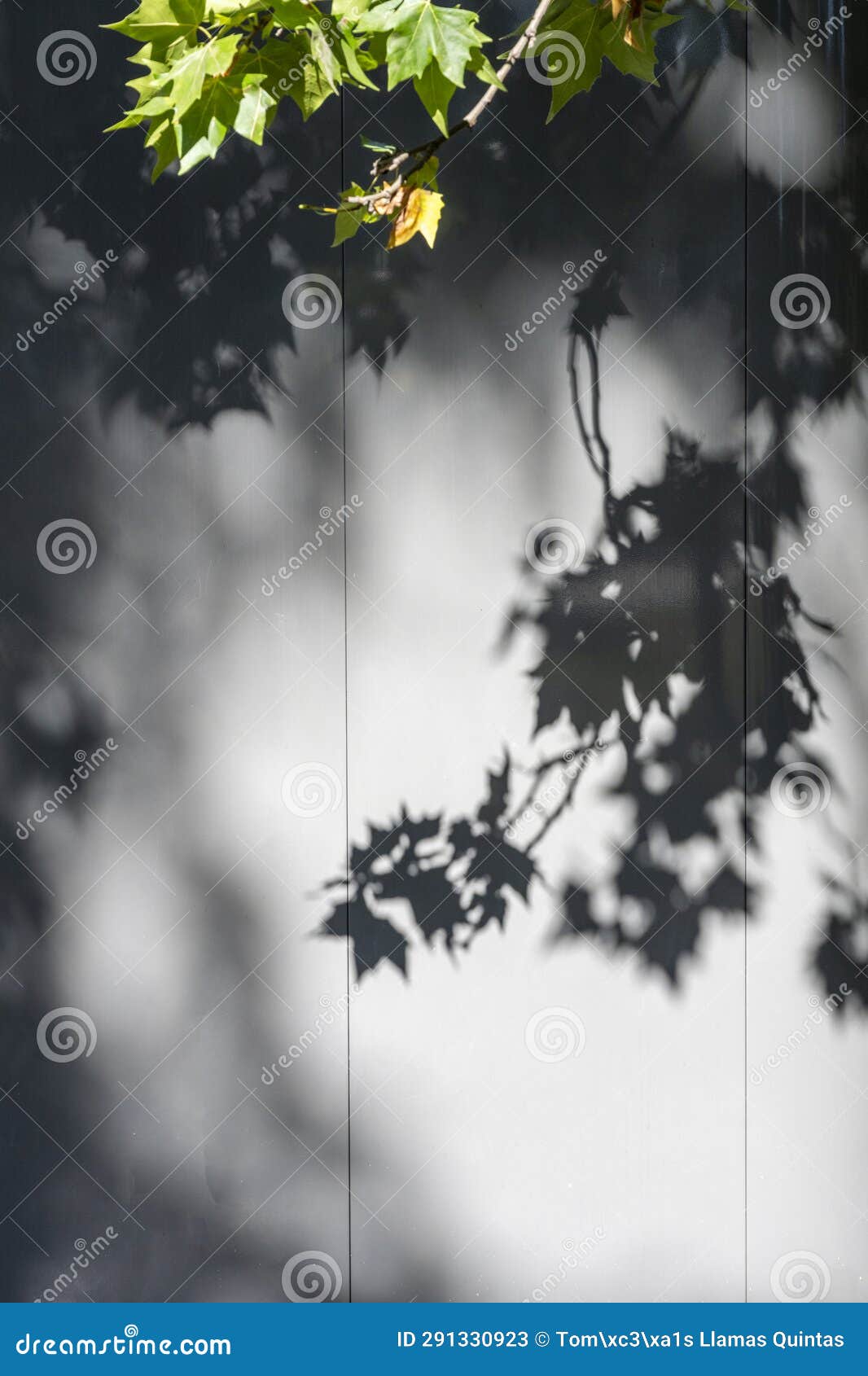 Shadows of Tree Branches on a Smooth Stock Image - Image of product ...