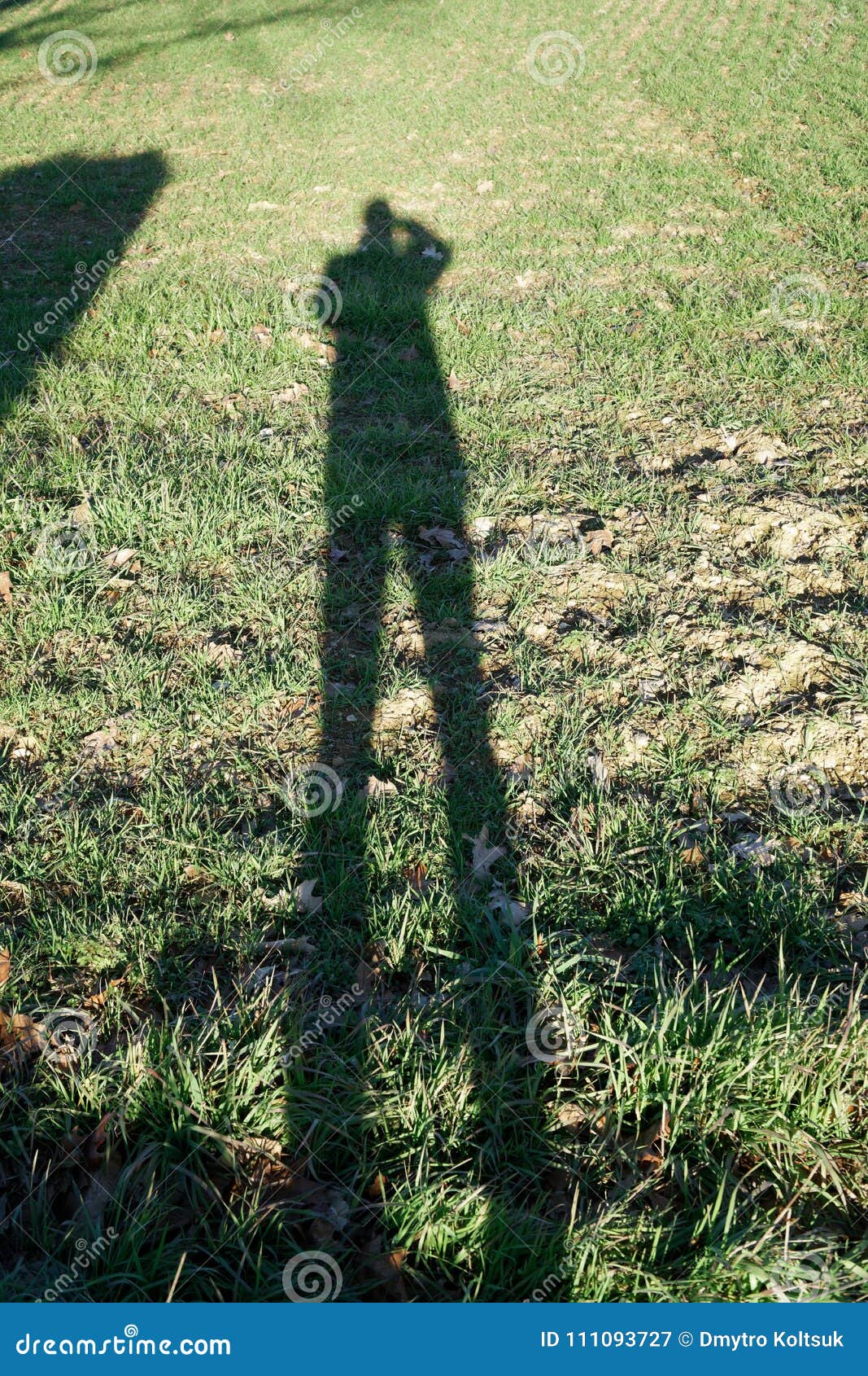 Shadows of Tree and Human on the Field in Spring Stock Image - Image of ...