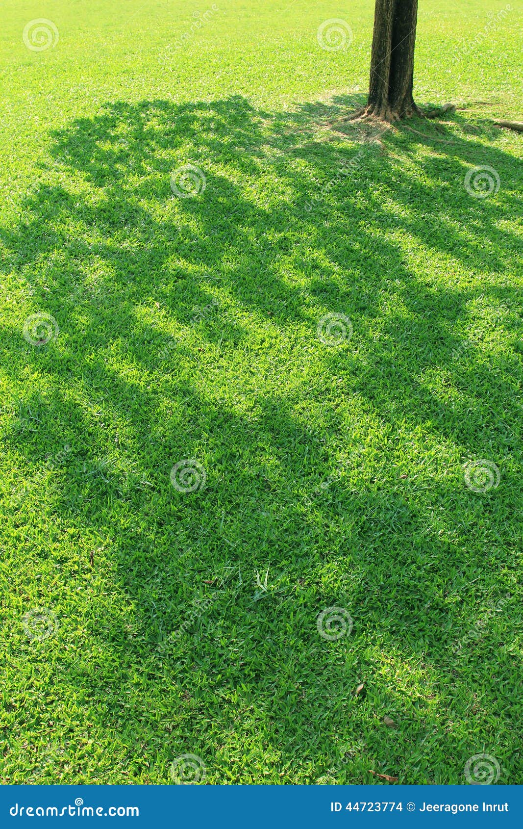 Shadows of the Tree stock photo. Image of shadow, grass - 44723774