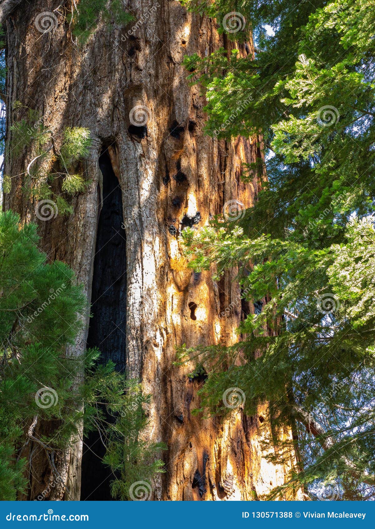Shadows on tree trunk stock photo. Image of sequoia - 130571388