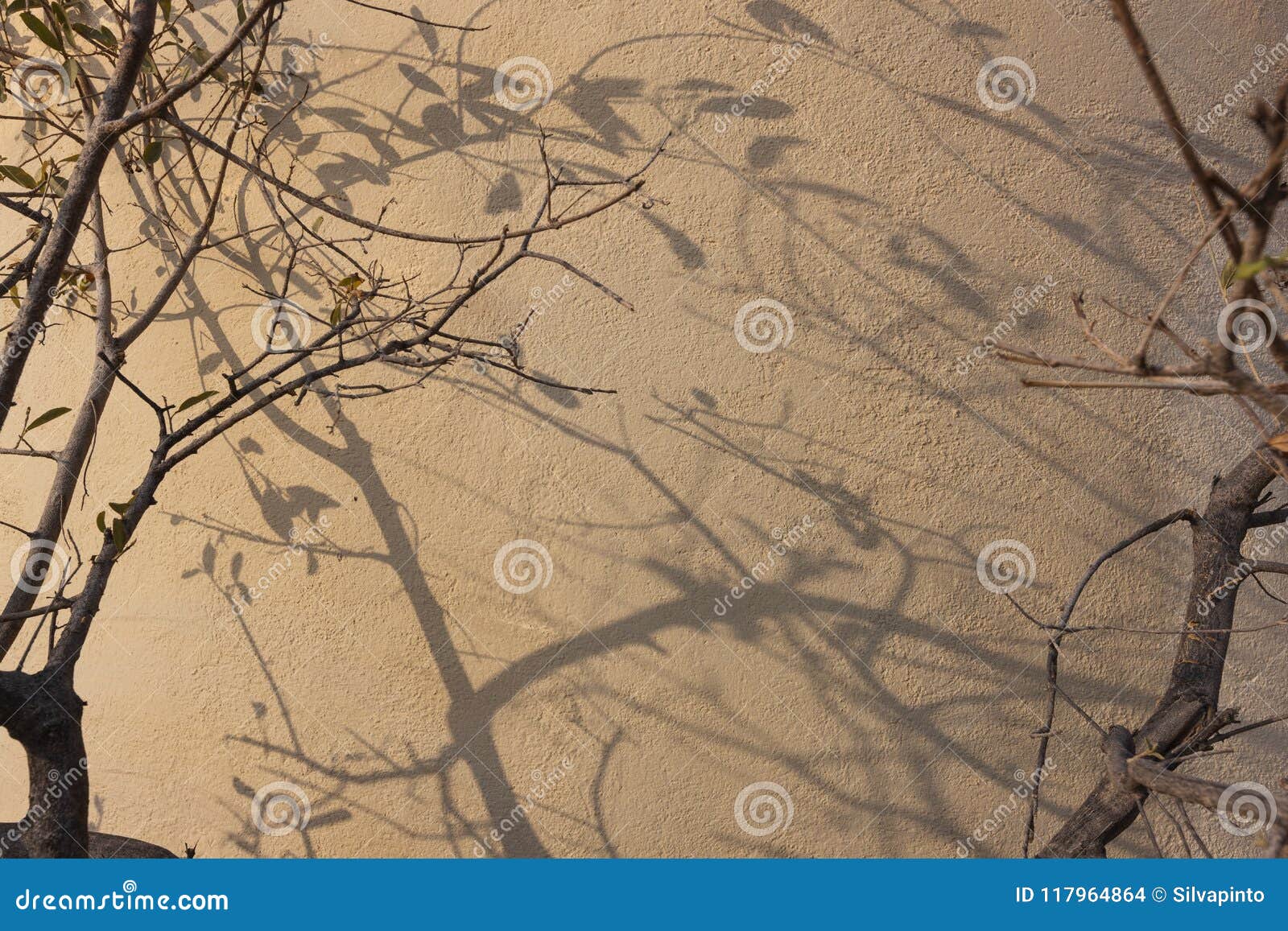 Shadows of Tree Trunks on the Wall. Stock Photo - Image of leaves ...