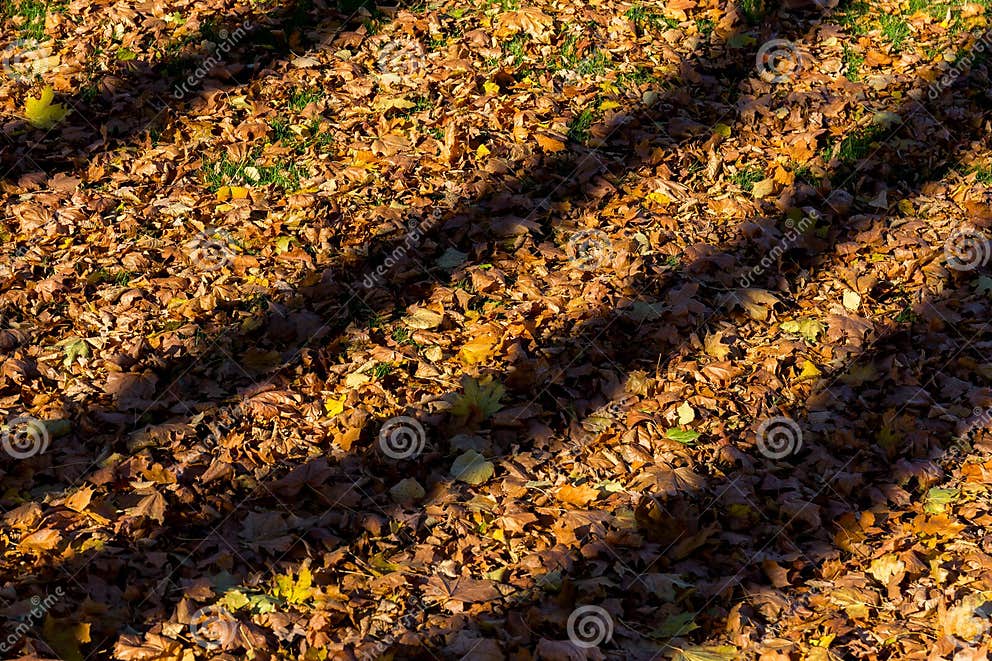 Shadows from Trees on Fallen Autumn Leaves Stock Image - Image of ...