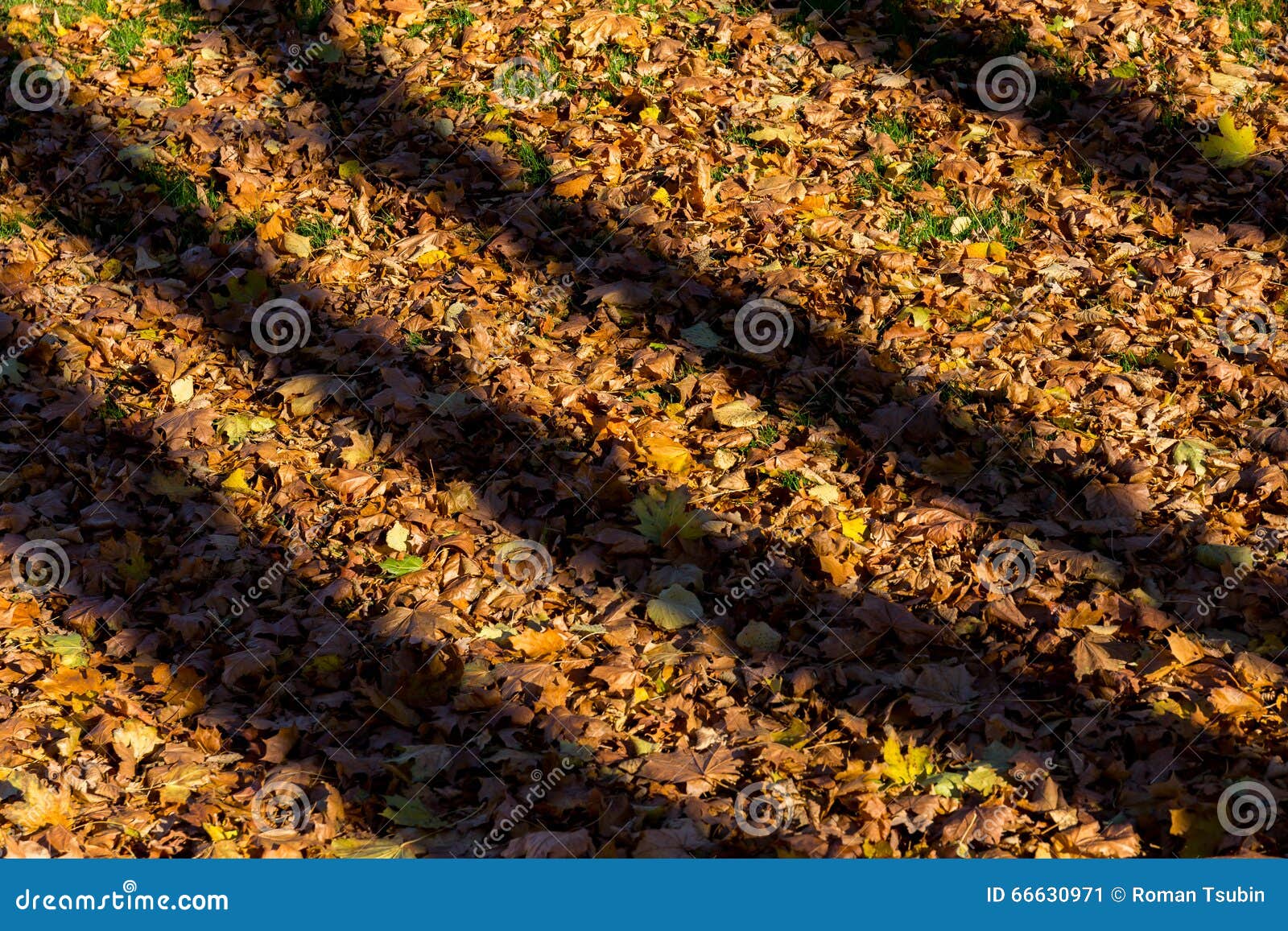 Shadows from Trees on Fallen Autumn Leaves Stock Image - Image of ...