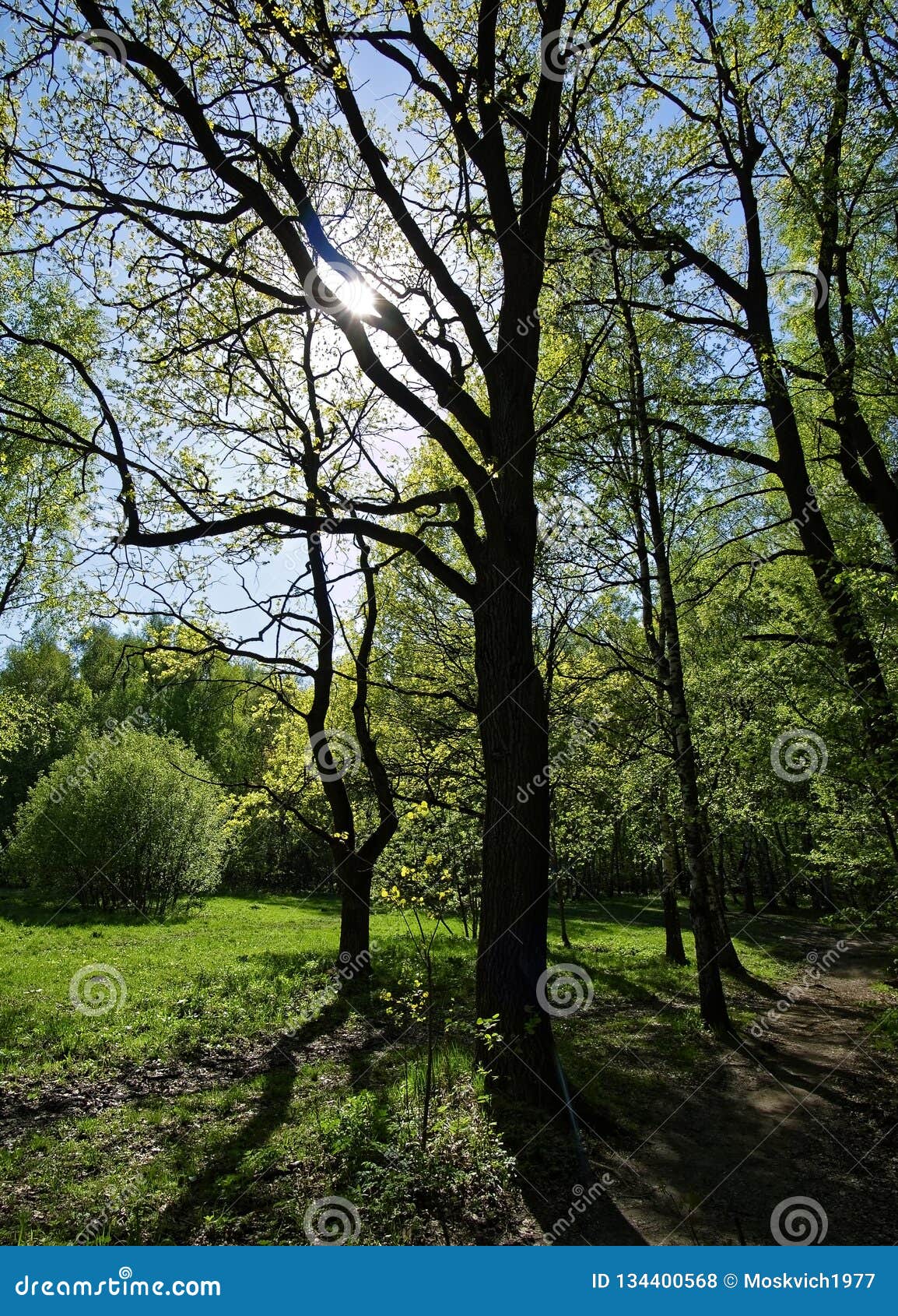 Shadows of Trees in the Forest on a Bright Spring Day Stock Photo ...