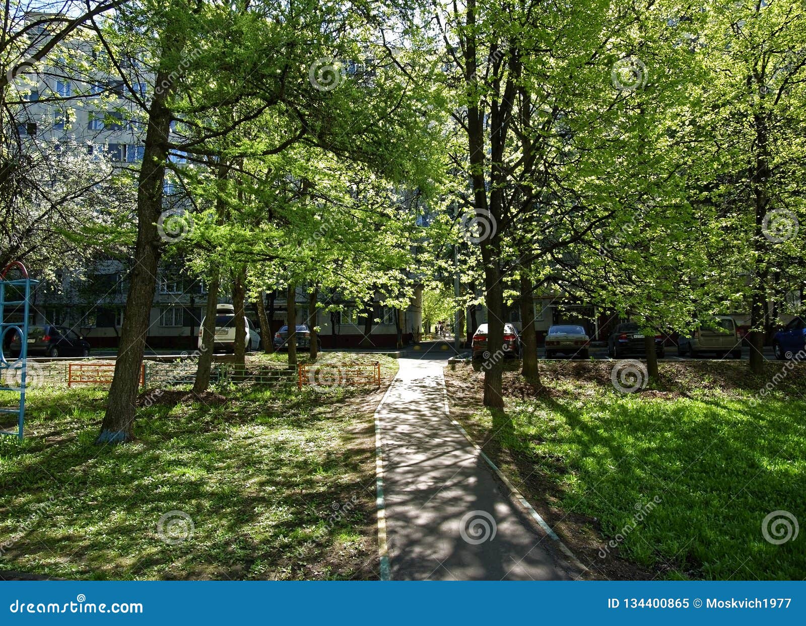 Shadows of Trees in the Forest on a Bright Spring Day Stock Image ...