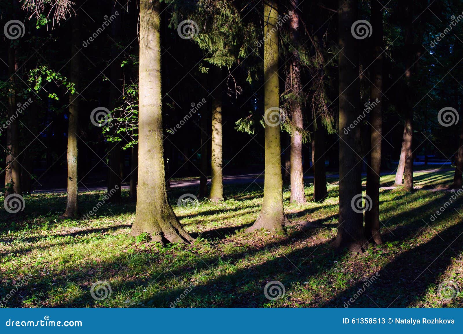 Shadows from the Trees in the Forest. Stock Image - Image of leaf, mood ...
