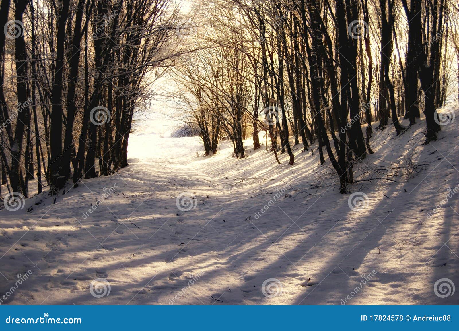 Shadows of Trees in a Frozen Forest at Winter Stock Photo - Image of ...