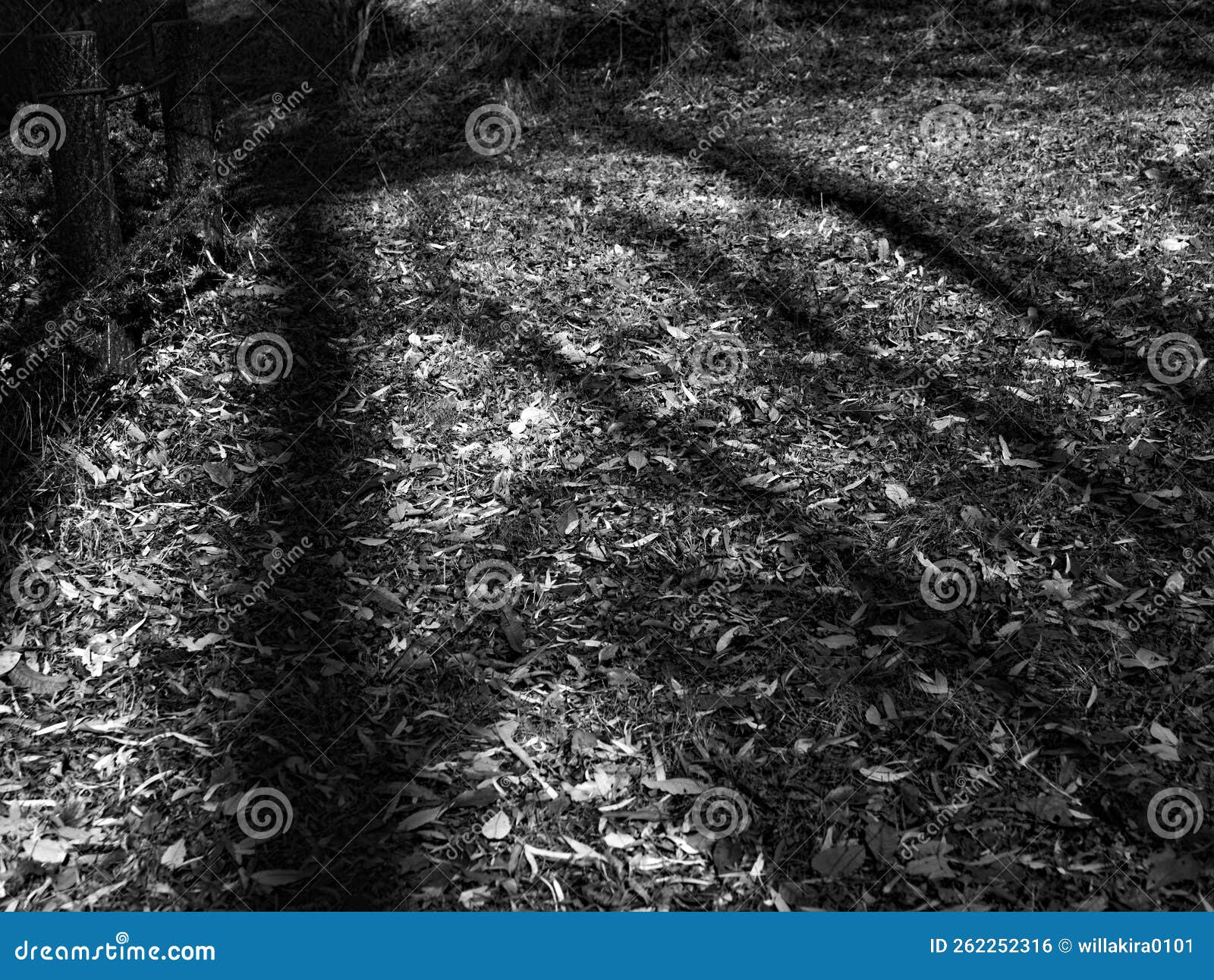 Shadows of Trees on the Ground Stock Photo - Image of monochrome, plant ...