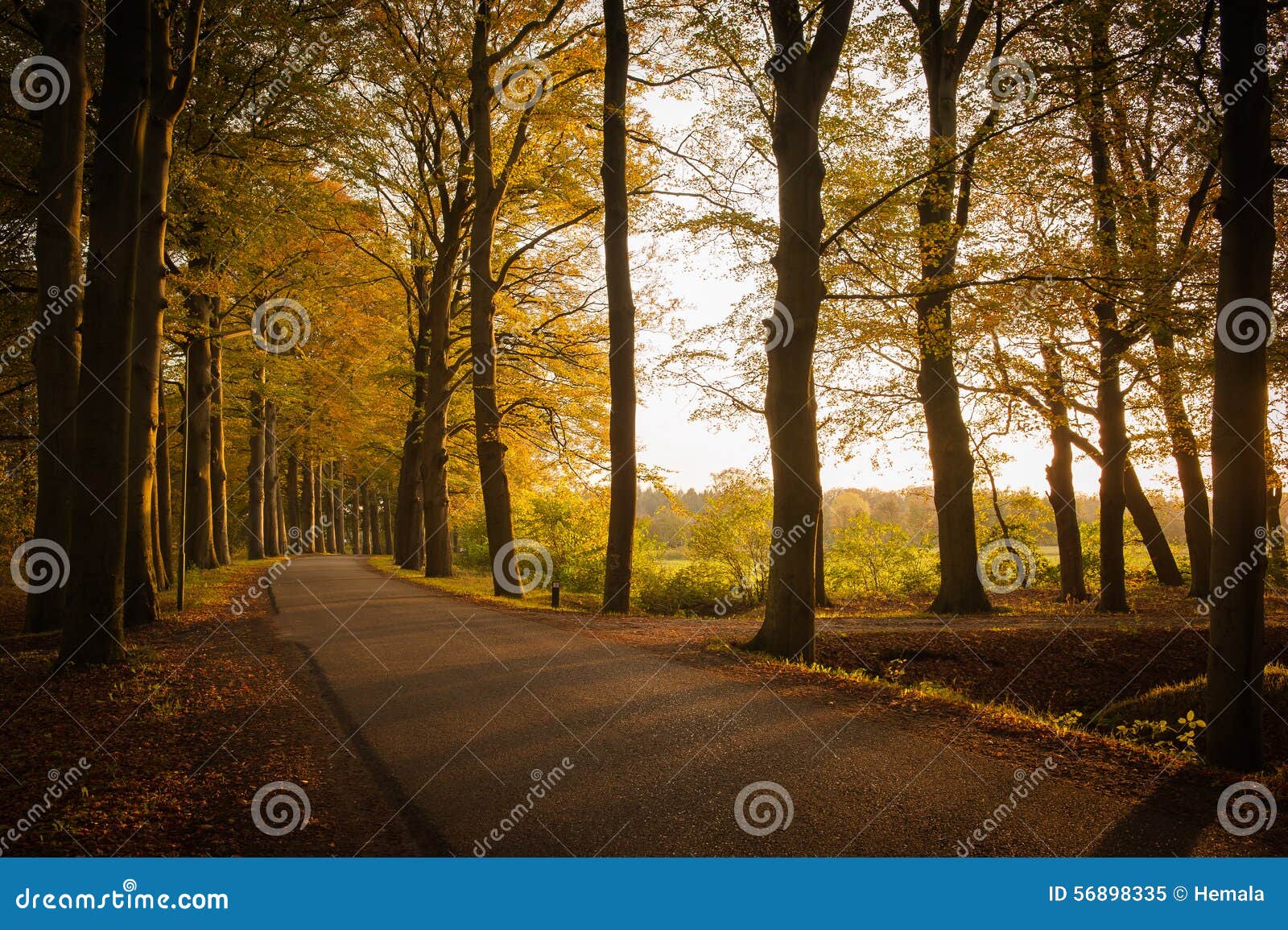 Shadows of the trees stock image. Image of season, shadows - 56898335