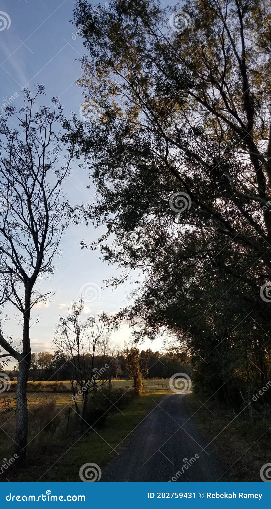 Shadows of Trees on an Old Road Stock Image - Image of shadows, tree ...