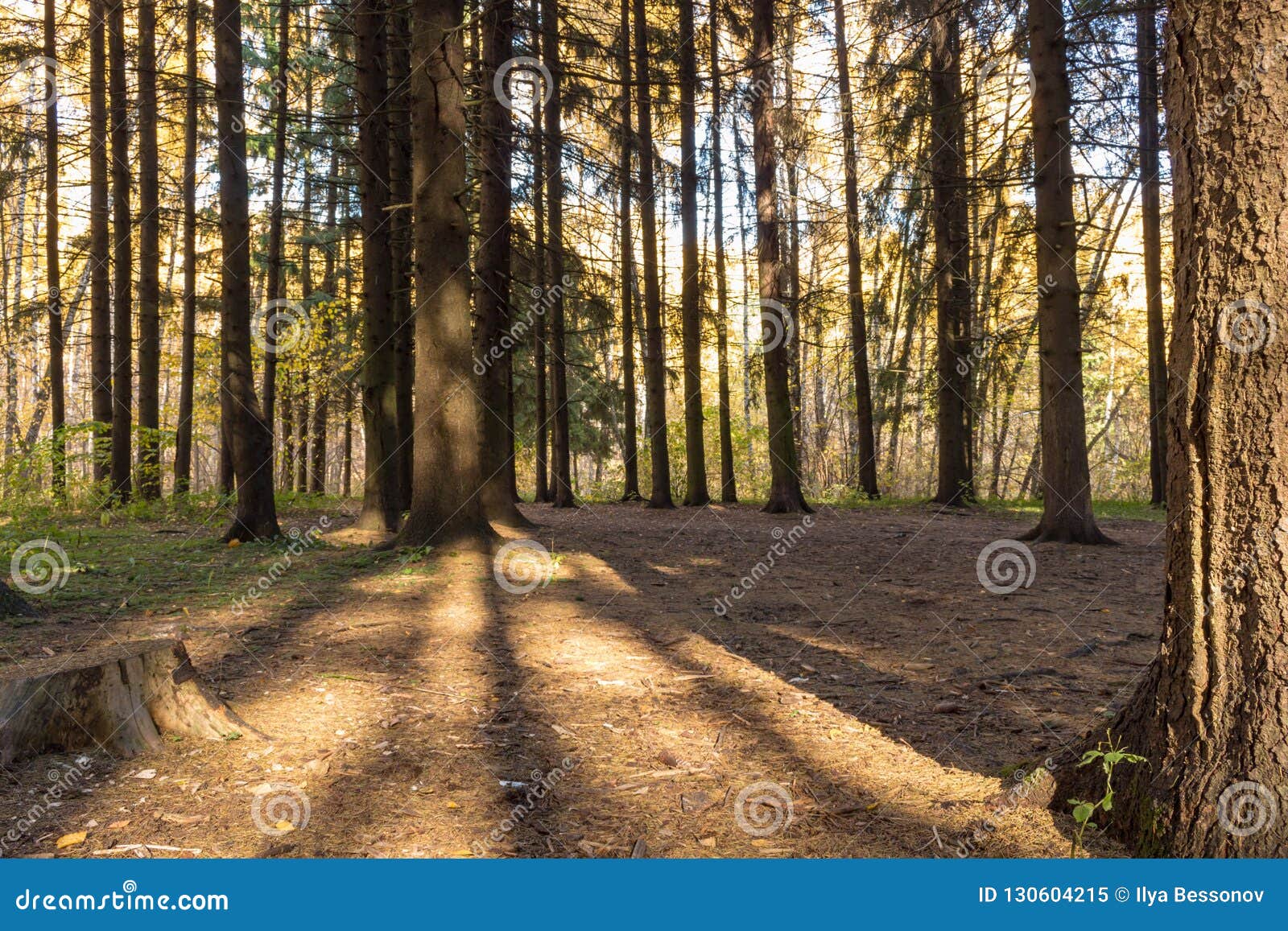 Shadows of the Trees of Pines in the Forest on the Ground Stock Image ...
