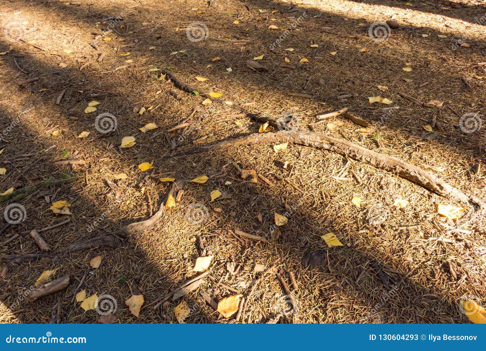 Shadows of the Trees of Pines in the Forest on the Ground Stock Image ...
