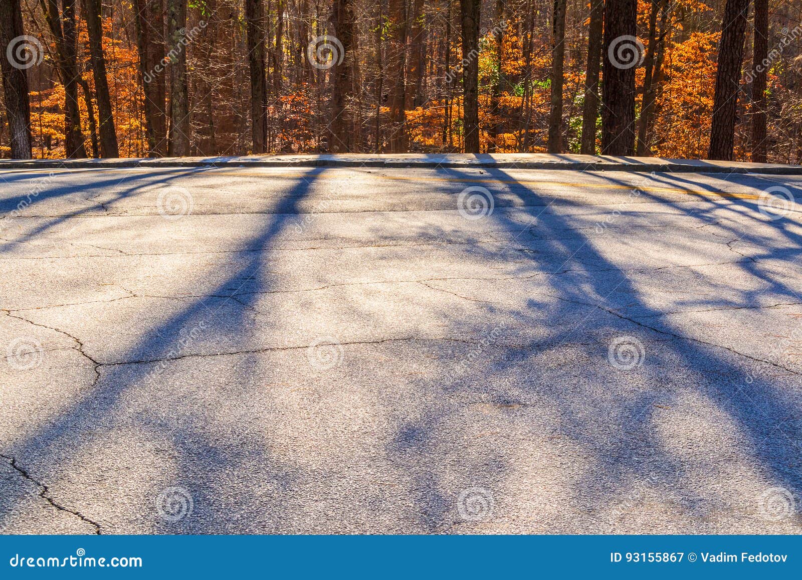 Shadows of trees on road stock image. Image of abscission - 93155867