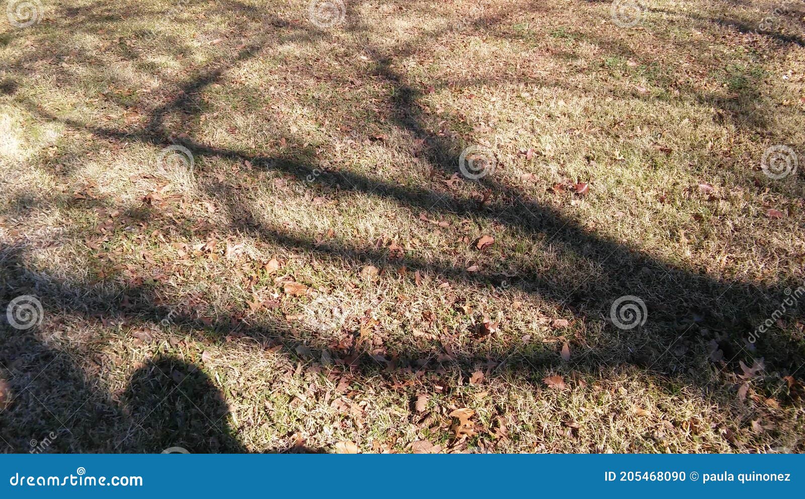 Shadows of the trees stock photo. Image of agriculture - 205468090