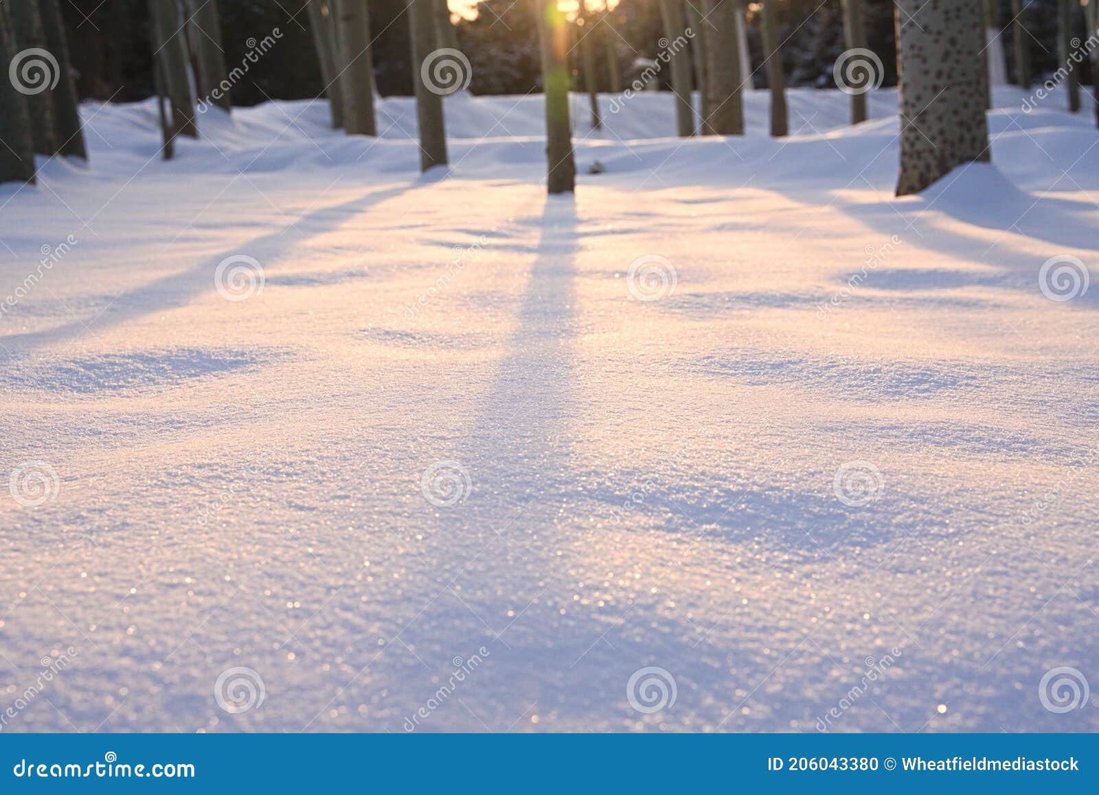 Shadows of Trees on Snow at Winter Sunset, Beautiful Snow Texture ...
