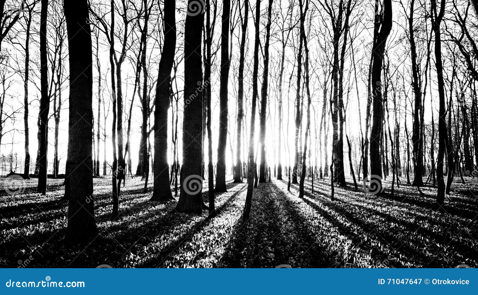 Shadows of Trees in Spring Forest Stock Image - Image of shadow, shine ...