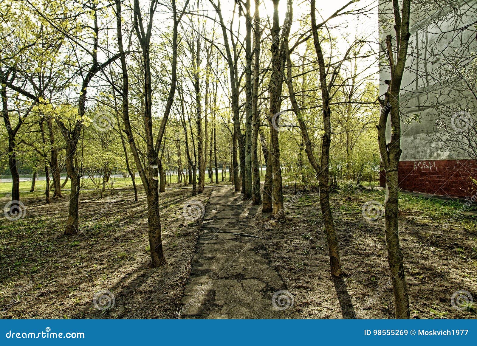 Shadows from Trees in the Spring at the Sidewalk Stock Image - Image of ...