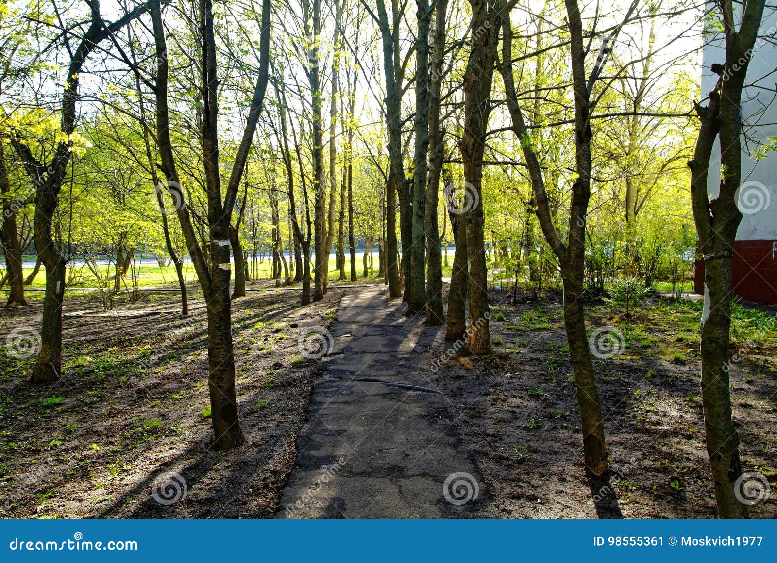 Shadows from Trees in the Spring at the Sidewalk Stock Image - Image of ...