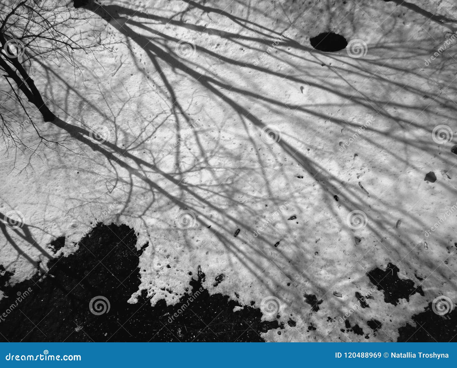 Shadows Trees Window Art Abstract Top View Stock Image - Image of view ...