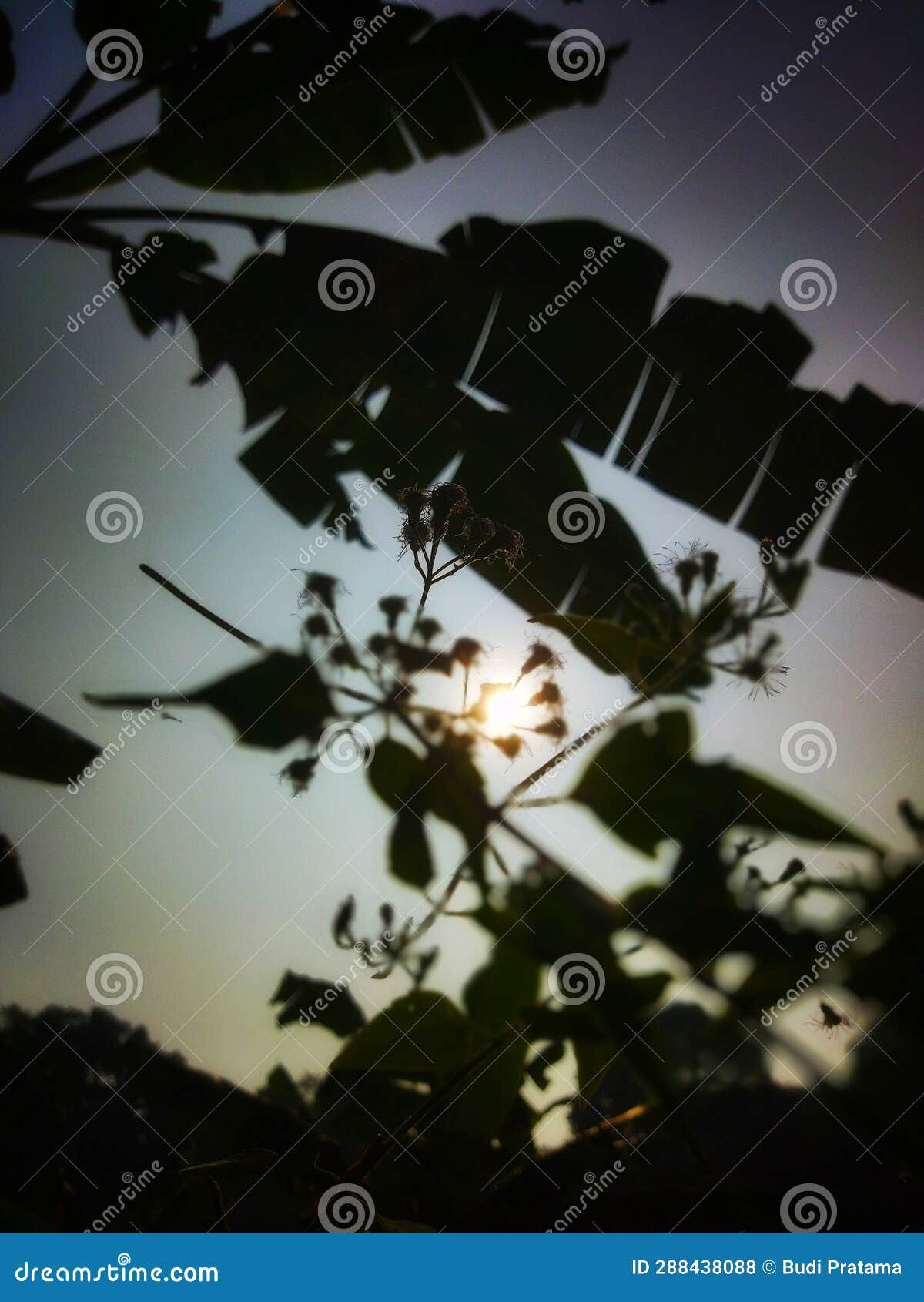 Shadows of Weeds on a Summer Morning Stock Photo - Image of head, high ...