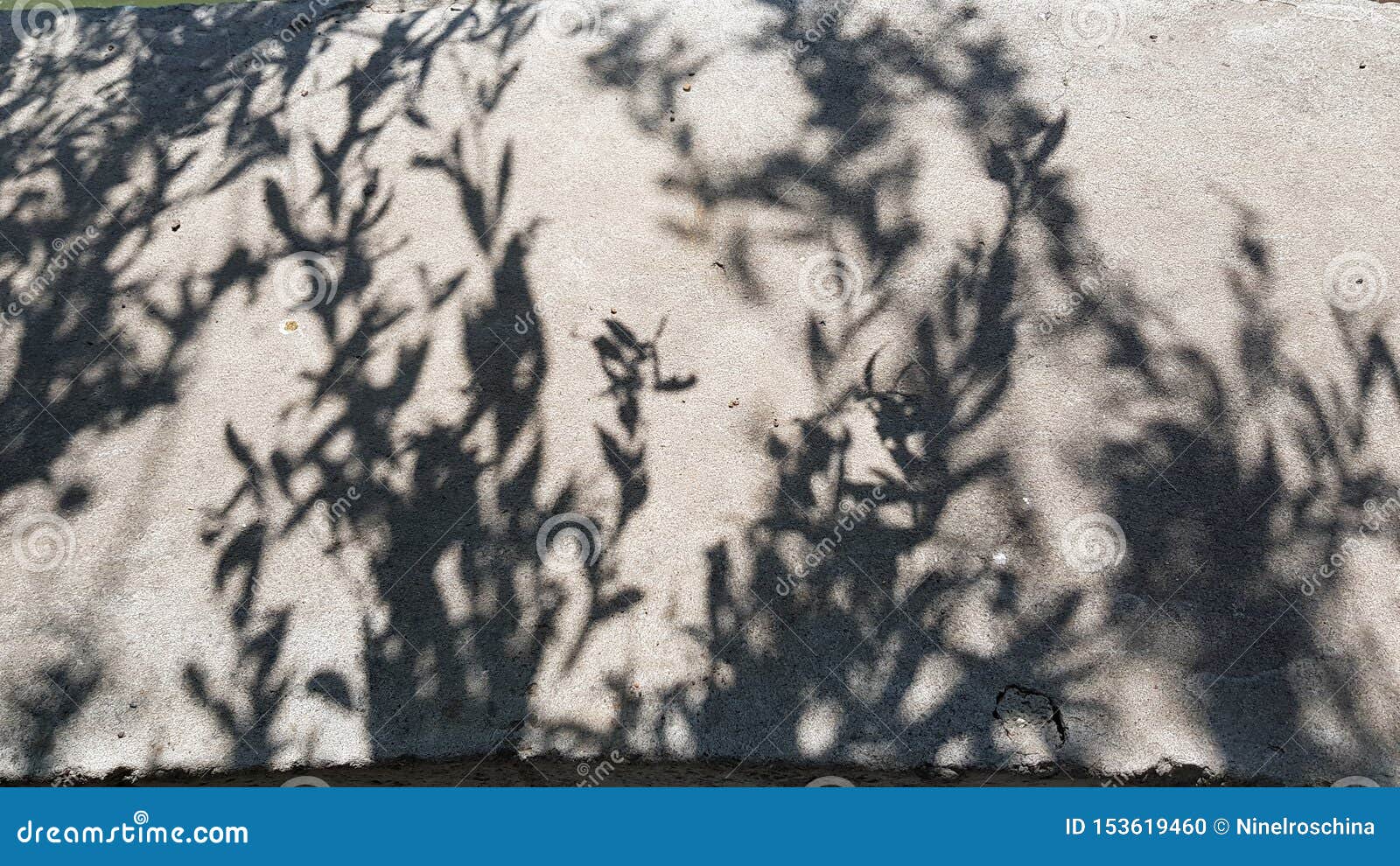 Shadows from Willow Tree Leaves on Cement Border Surface Stock Photo ...
