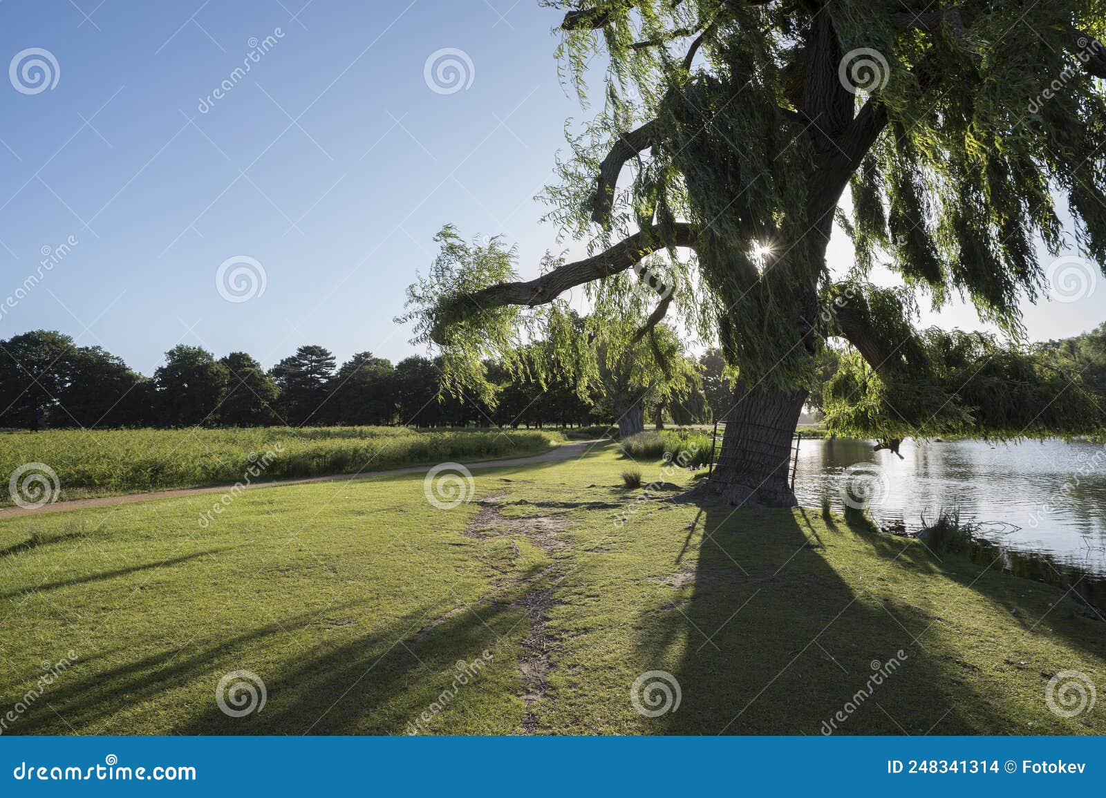 Shadows from the Willow Tree Stock Photo - Image of light, leaves ...