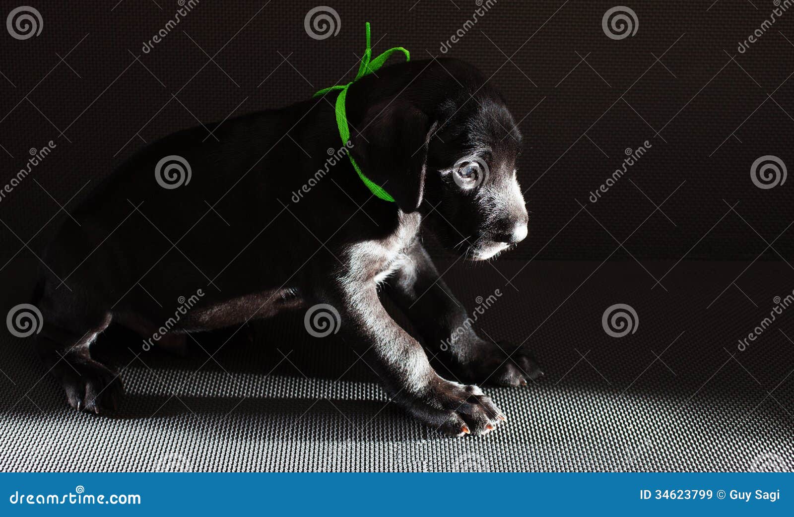 Shadowy dog stock image. Image of mouth, green, collar - 34623799