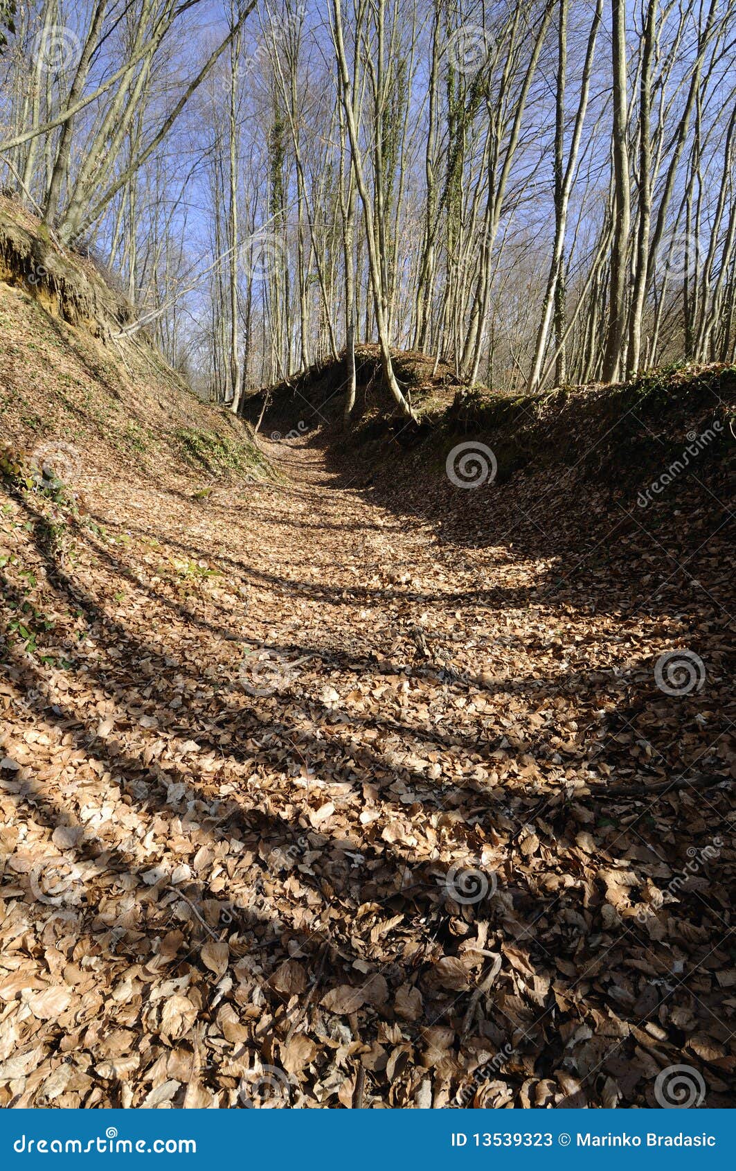 Shadowy forest stock image. Image of sunlight, park, nature - 13539323