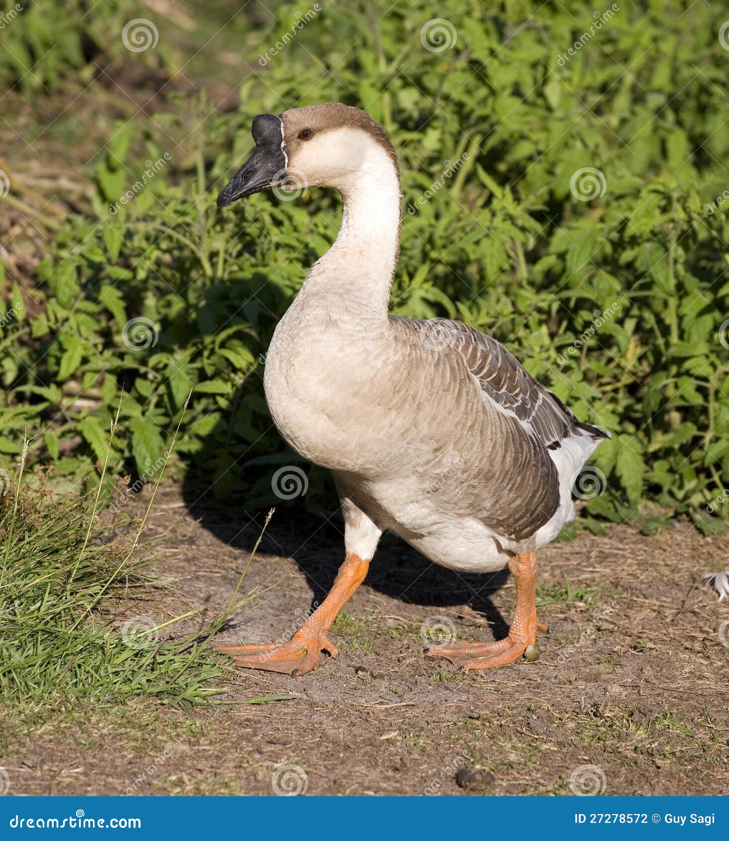 Shadowy goose stock photo. Image of walk, feet, head - 27278572