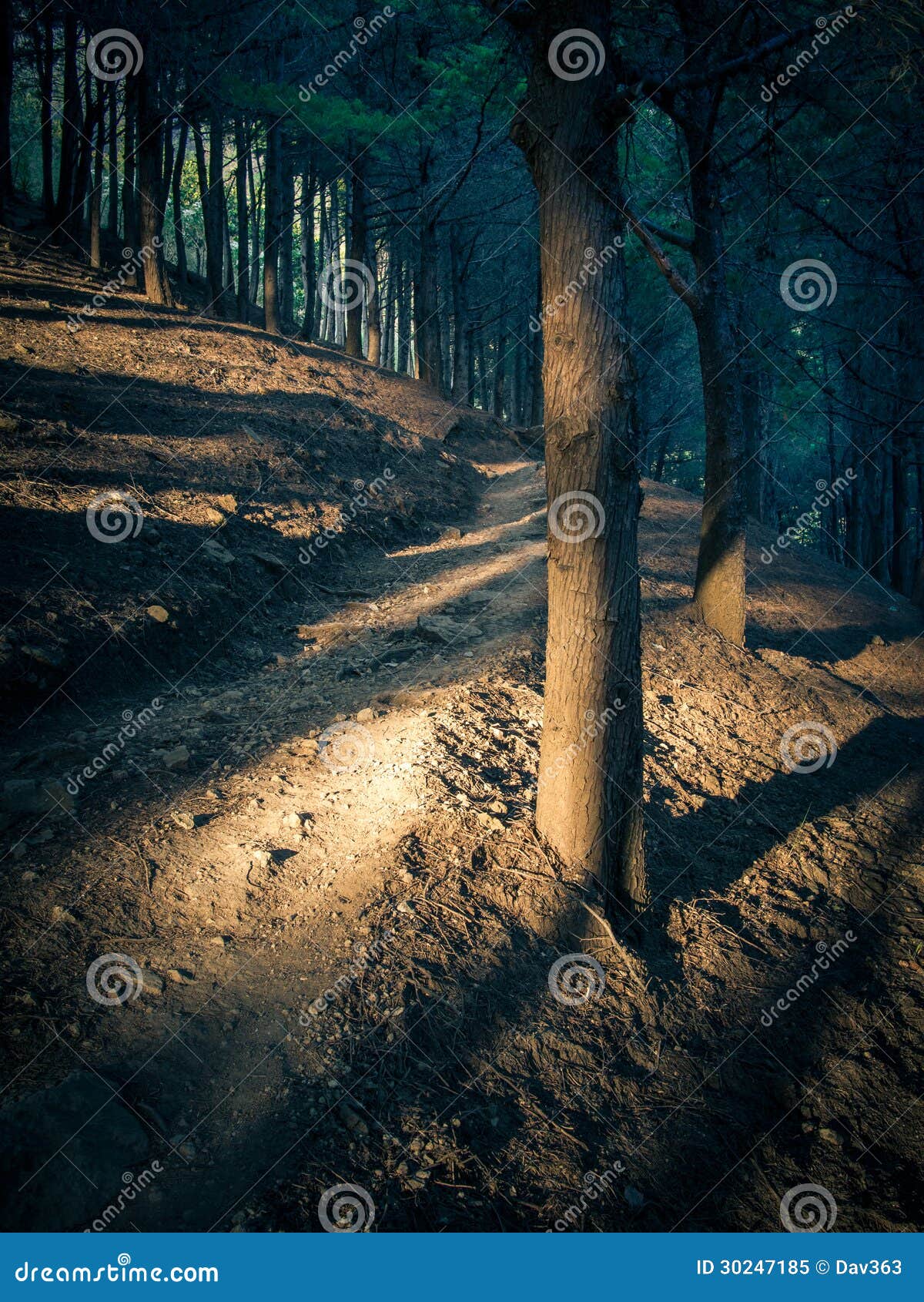 Forest Backdrop with Prominent Tree Stock Image - Image of warm, forest ...