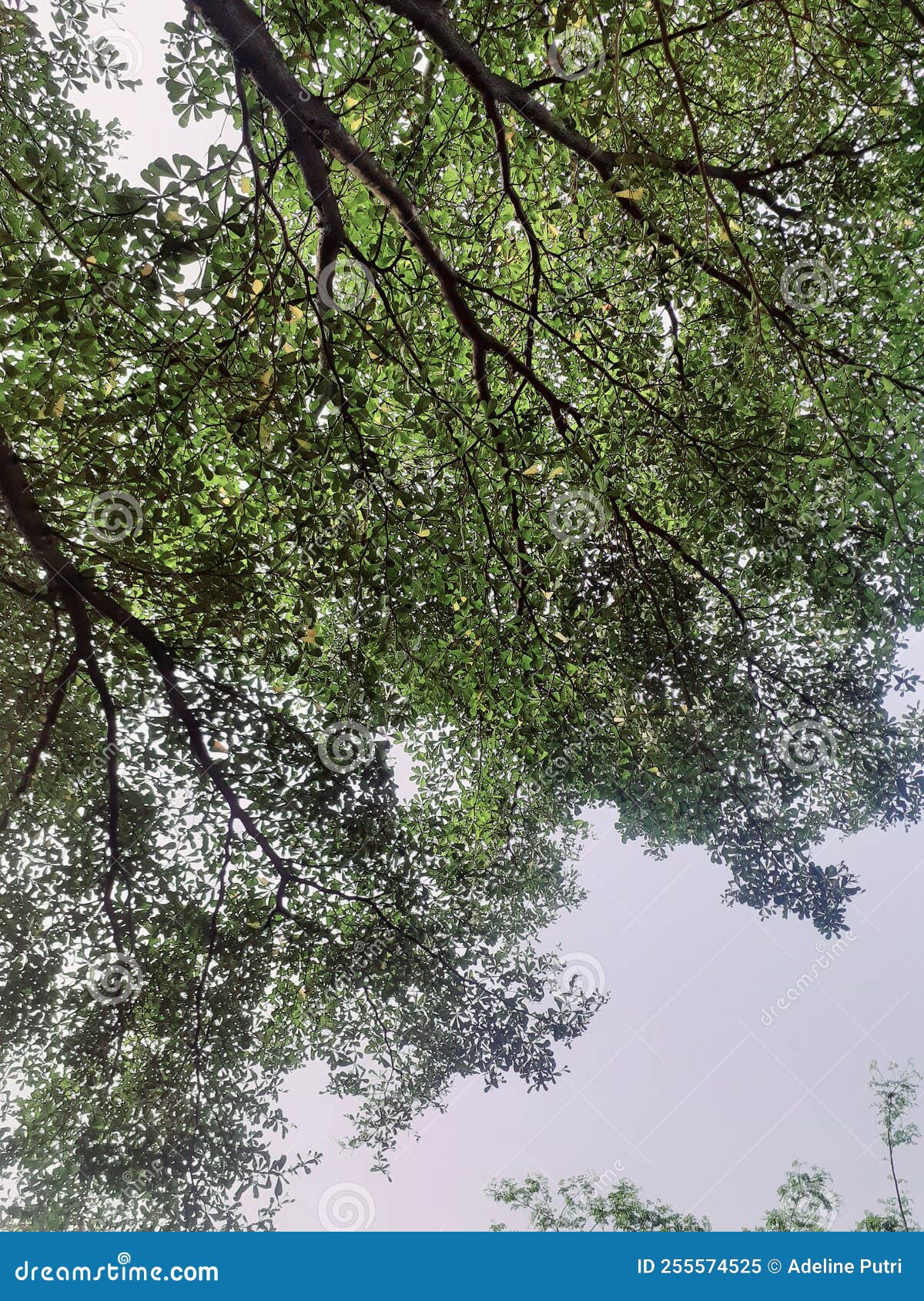 Take shelter under a tree stock image. Image of beautiful - 255574525