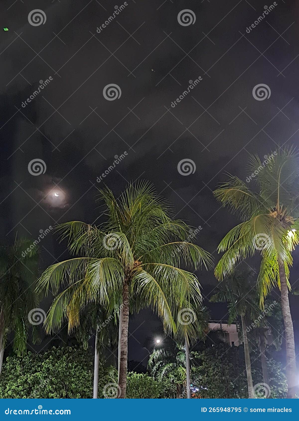 Shady Coconut Trees at Night Stock Image - Image of painting ...