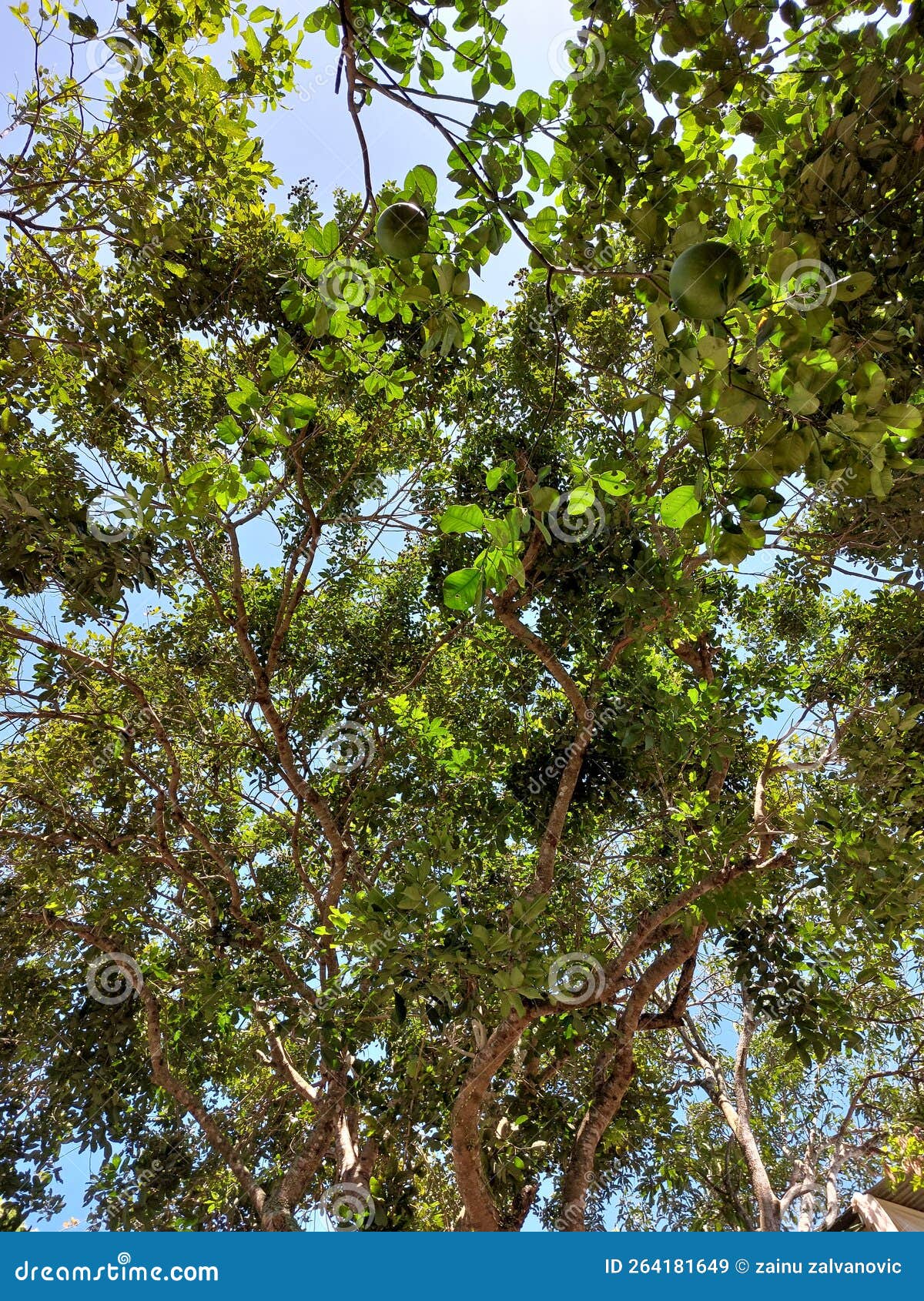 Shady and Cool Trees in the Mountains Stock Image - Image of cool ...
